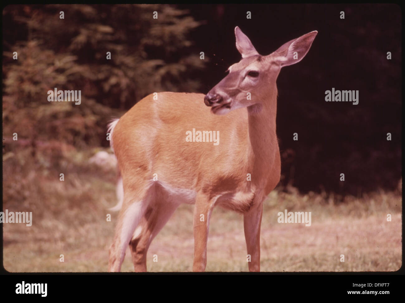 A white-tailed doe is spotted in the Adirondack Forest Preserve atop ...