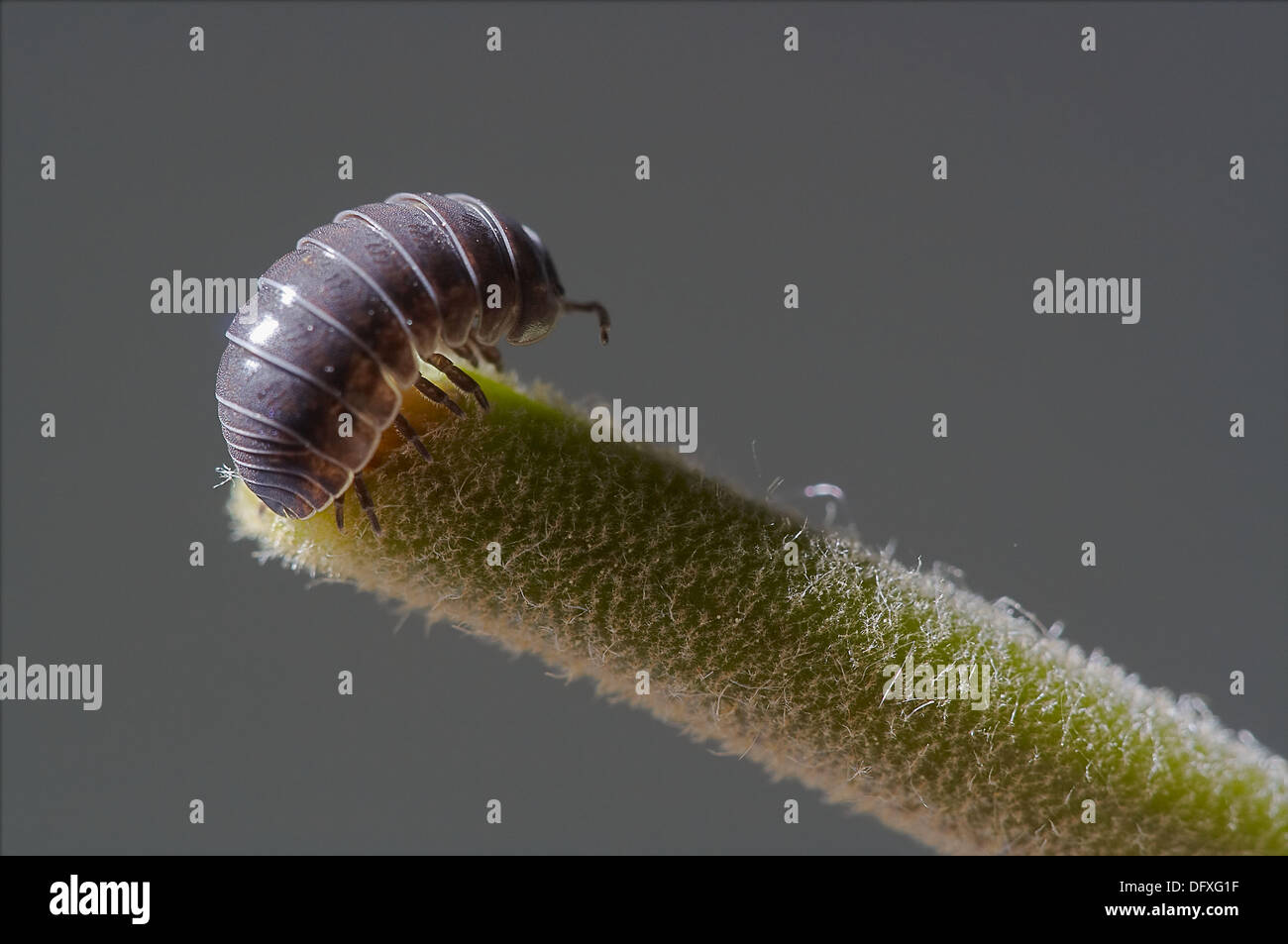 Wood louse hi-res stock photography and images - Alamy