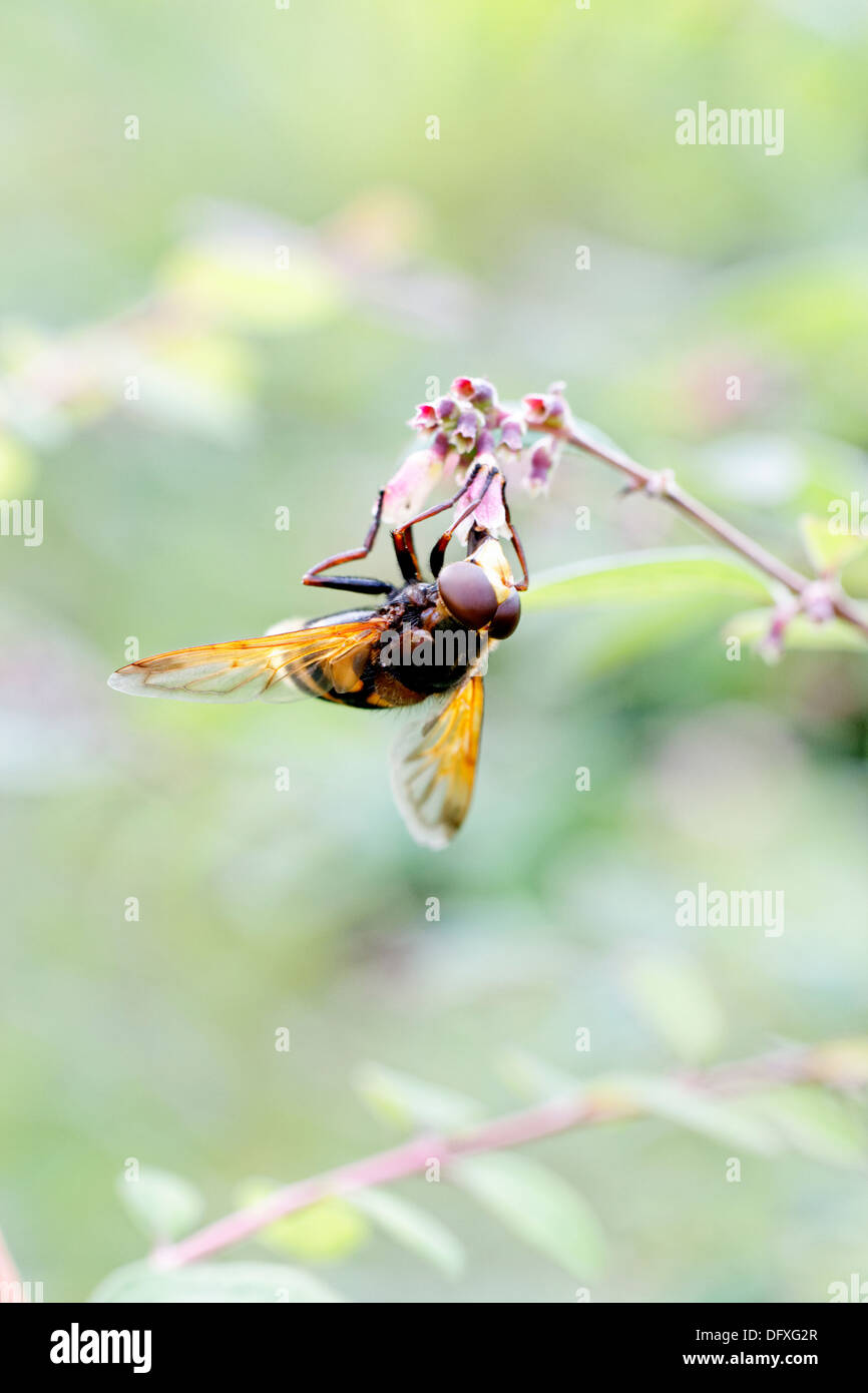 British hoverflies hi-res stock photography and images - Alamy