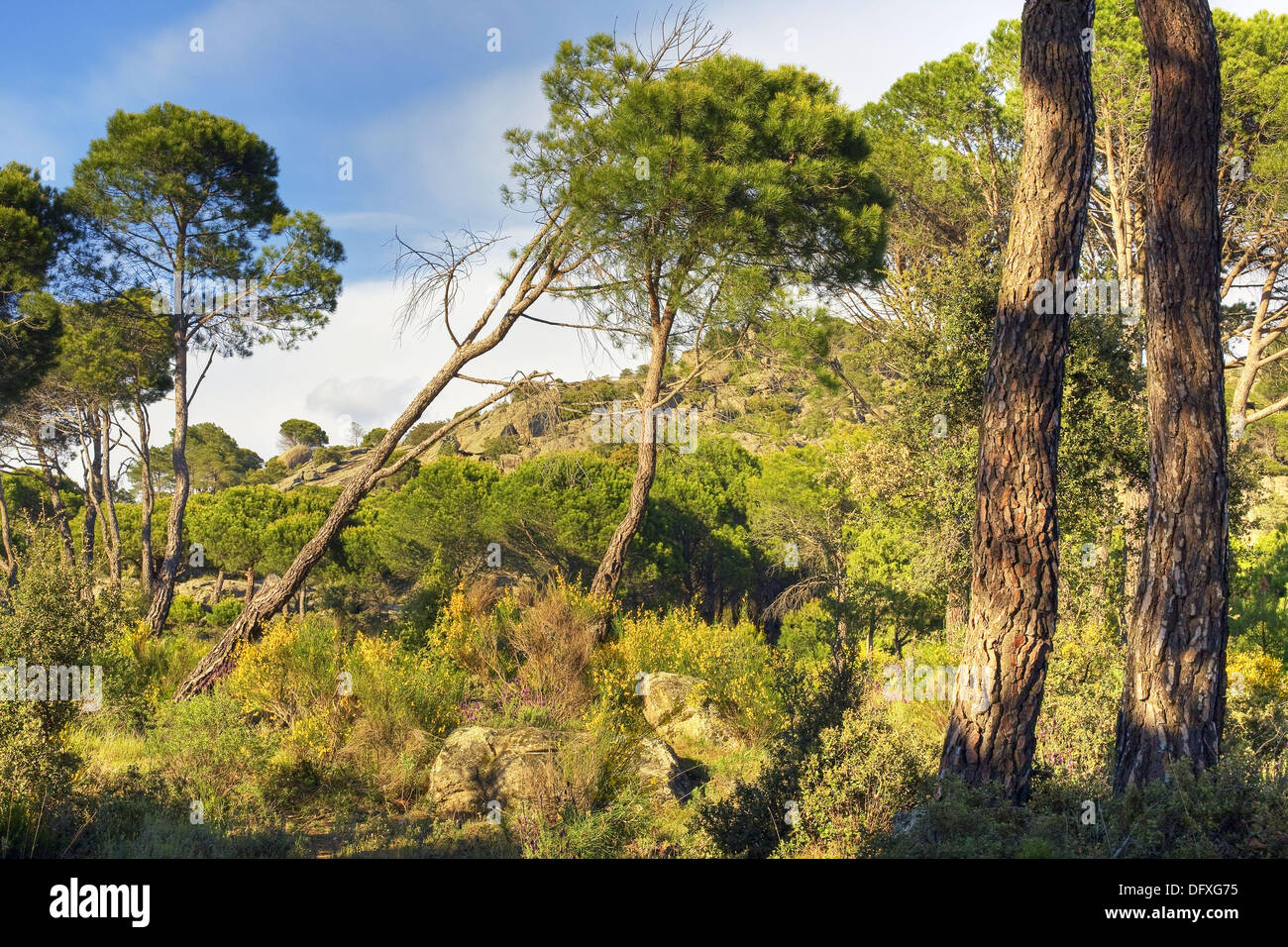 Los pinares hi-res stock photography and images - Alamy