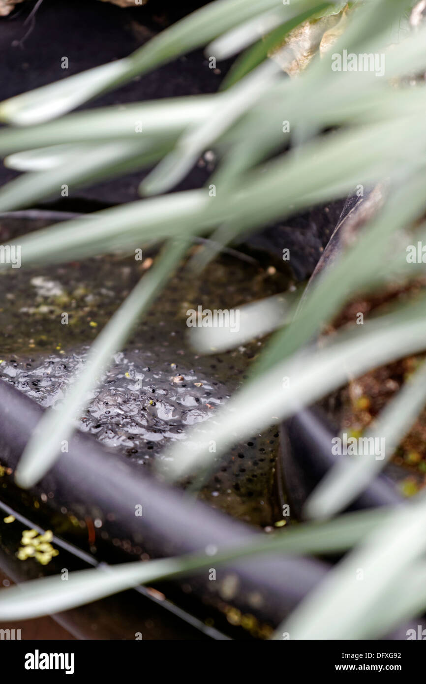 Frogspawn and tadpoles hi-res stock photography and images - Alamy