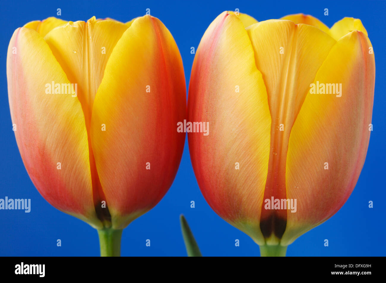 Darwin hybrids hi-res stock photography and images - Alamy