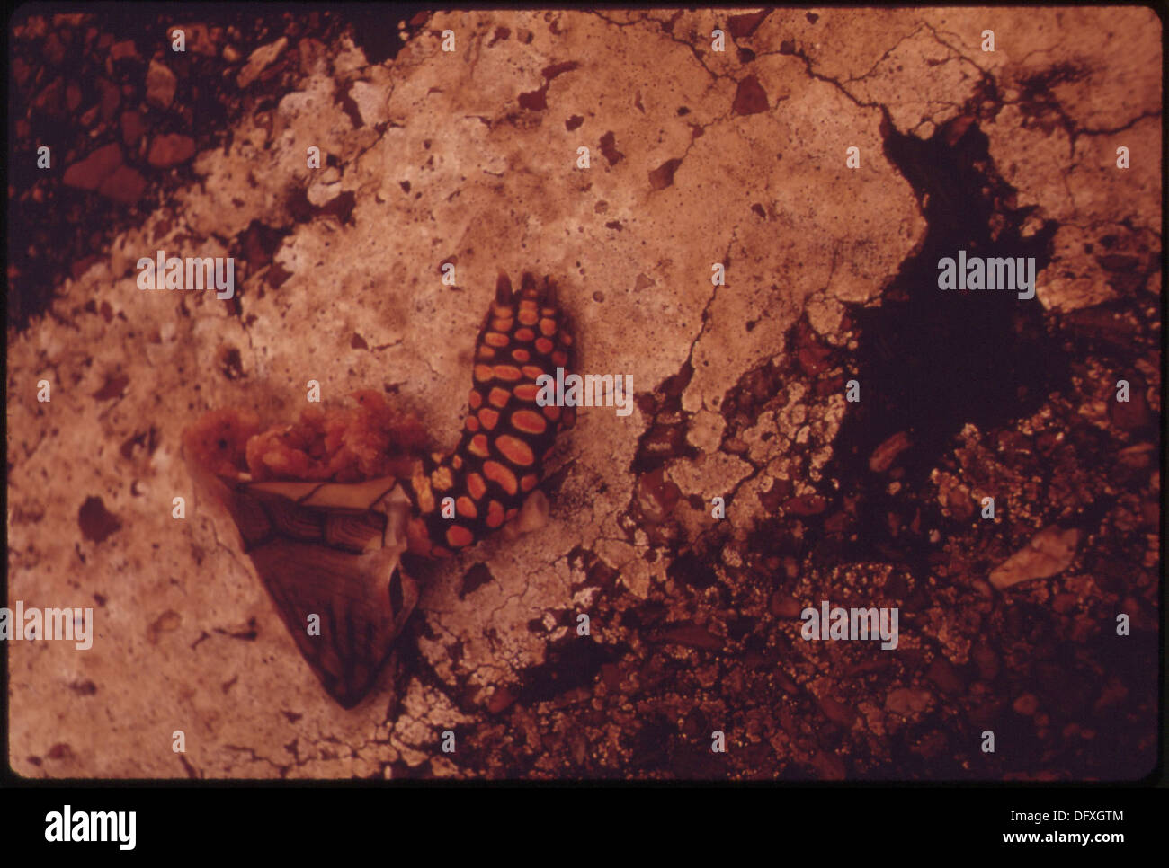 This image shows the shell and leg of a box turtle that was dismembered ...