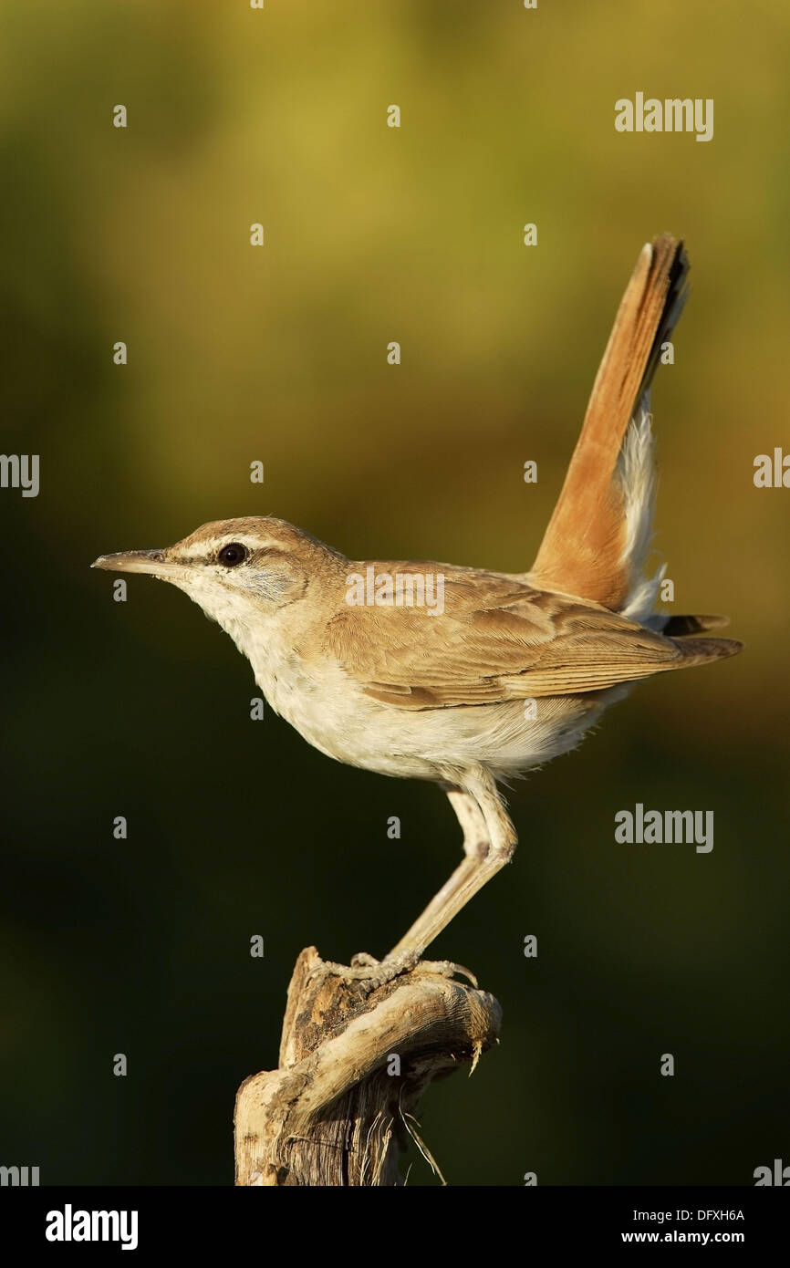 Rufous color hi-res stock photography and images - Alamy