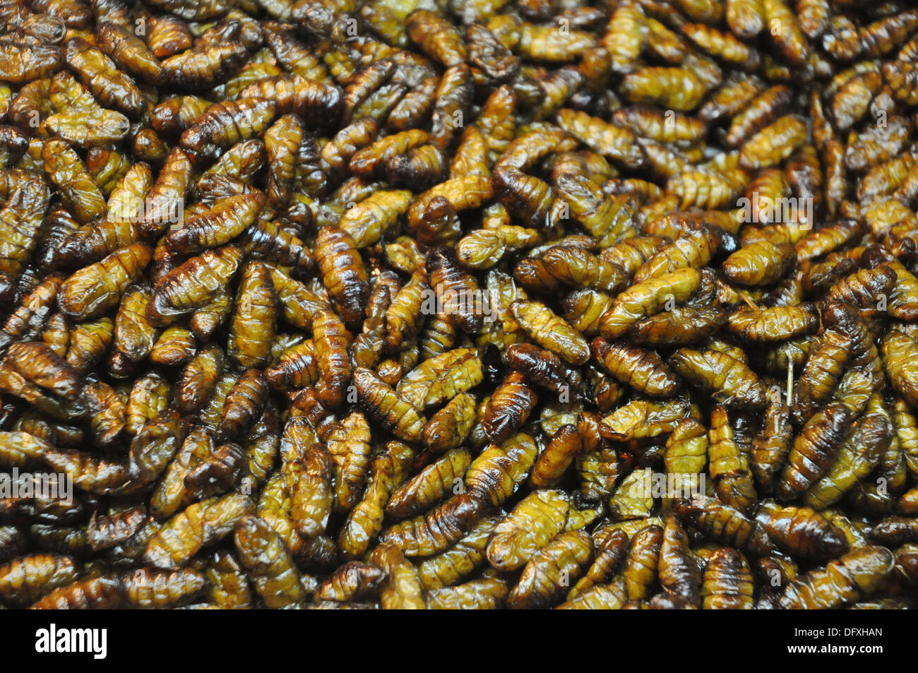 Fried Silk Worm High Resolution Stock Photography and Images - Alamy