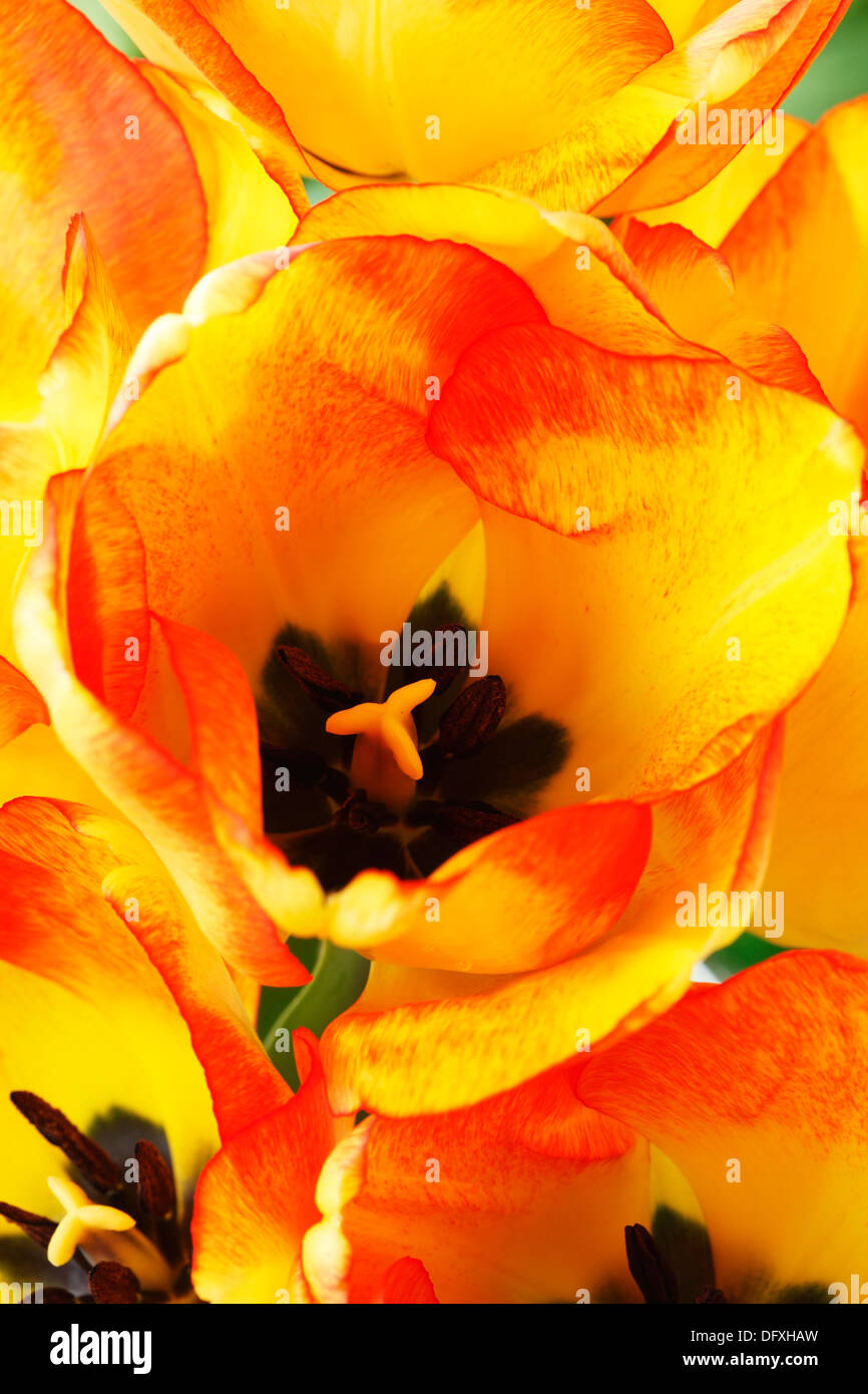 Tulipa 'American Dream' Tulip Darwin Hybrid Group April Stock Photo - Alamy