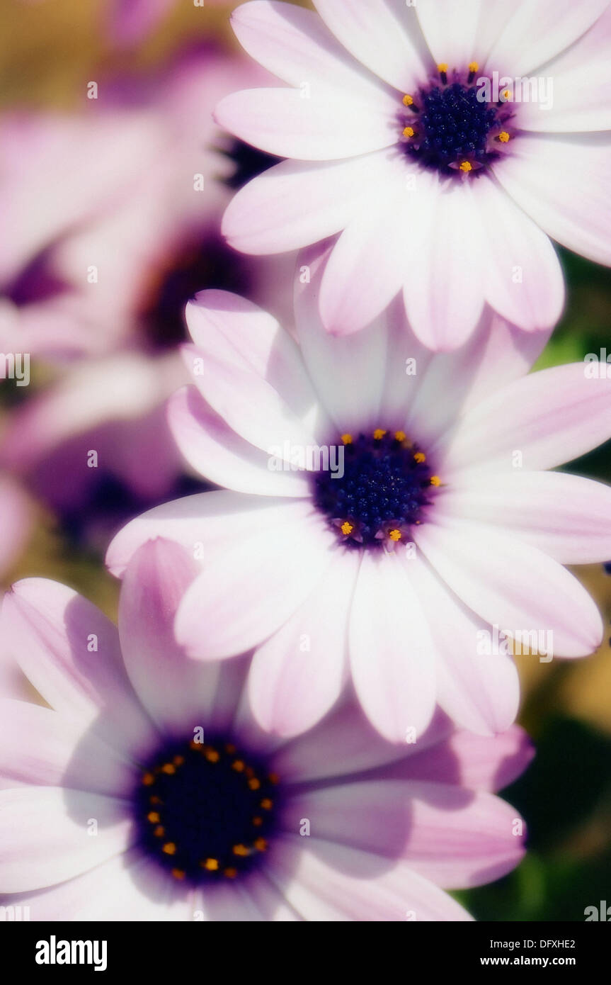 African Daisies. Dimorphotheca barberiae. March 2007. Maryland, USA ...