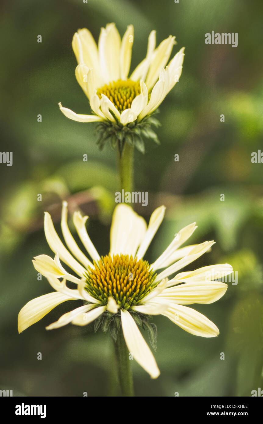Echinacea paradoxa hi-res stock photography and images - Alamy