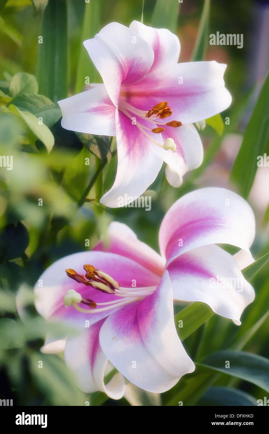 Orienpet Lily Stock Photos & Orienpet Lily Stock Images - Alamy
