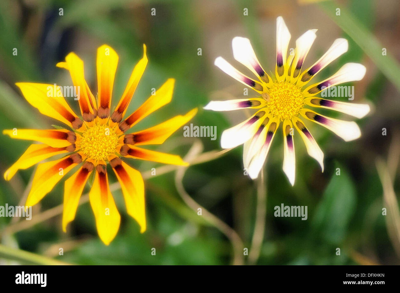 Two Different Flowers Blooming Together