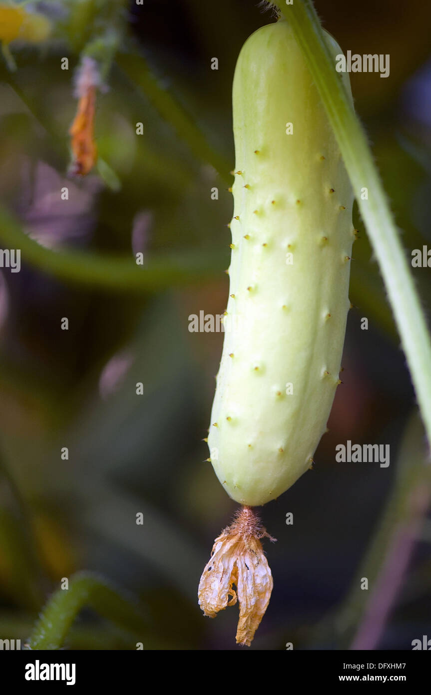 Cucumber on plant hi-res stock photography and images - Alamy