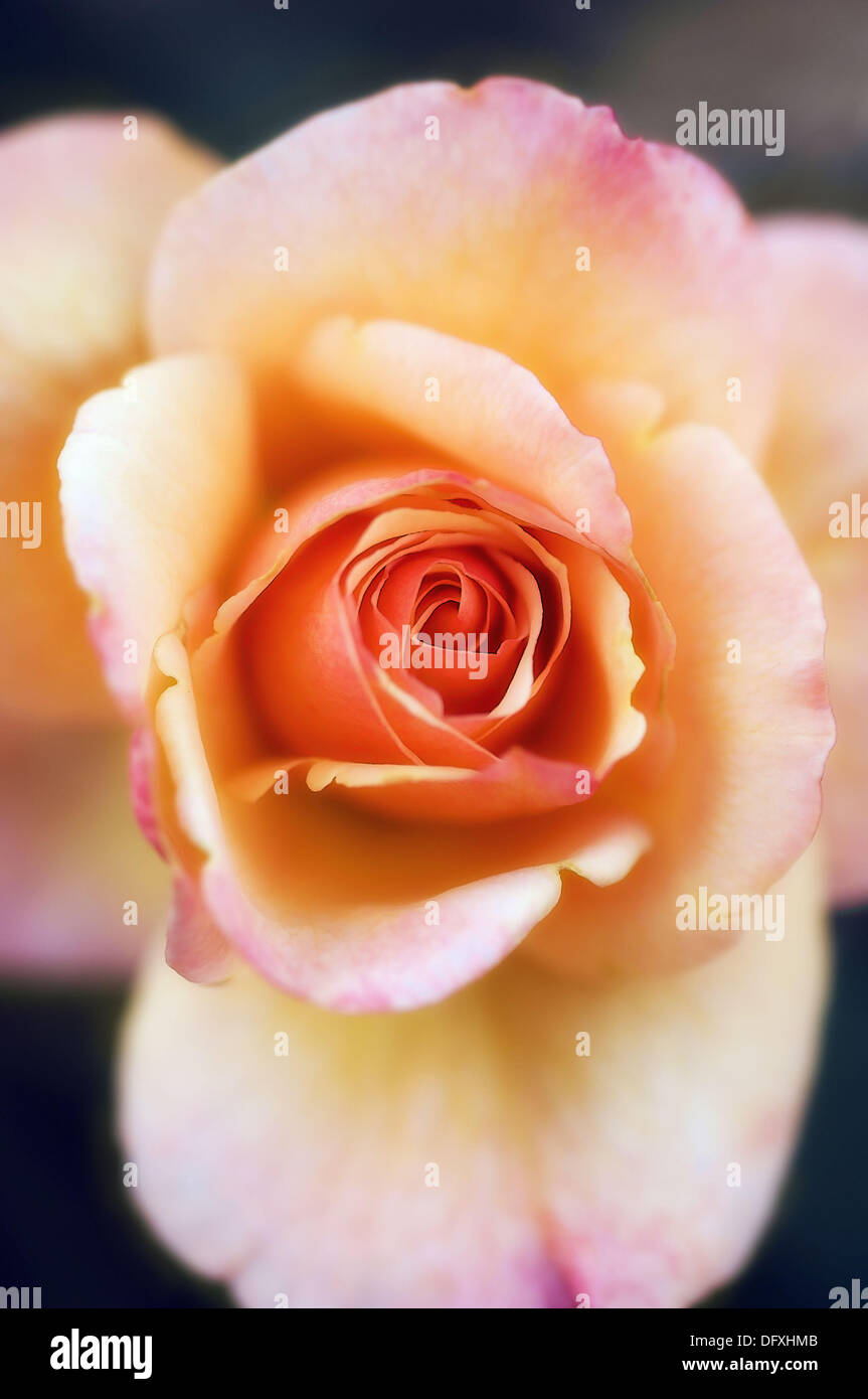 Peach colored hi-res stock photography and images - Alamy