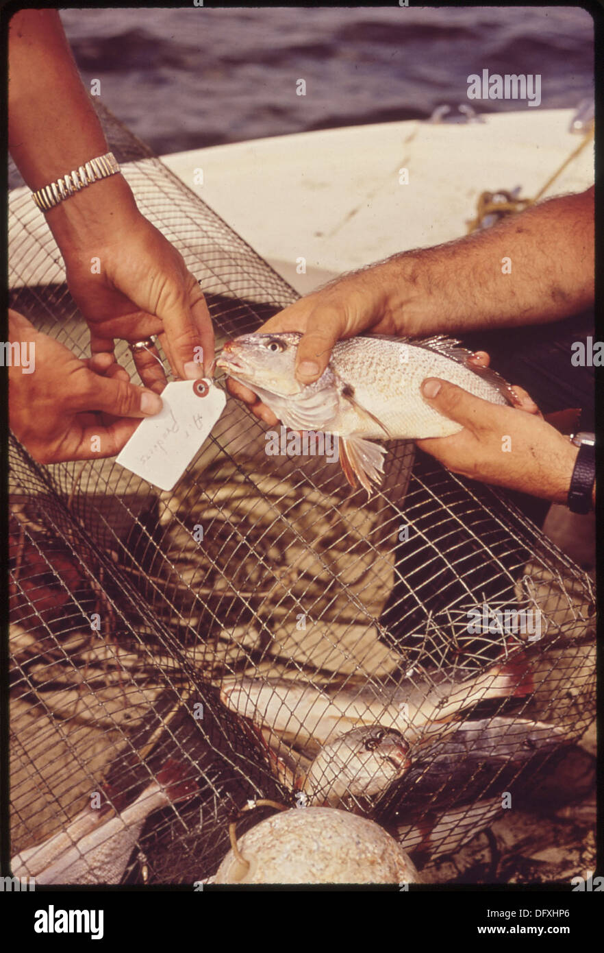 This photograph shows aquatic biologists from the Southeast Water ...