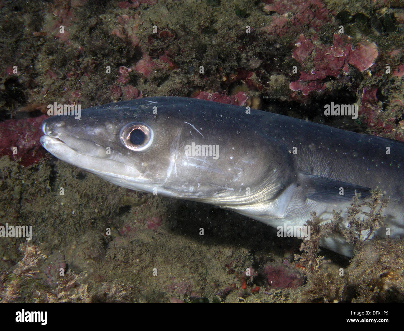 Conger eel spain hi-res stock photography and images - Alamy