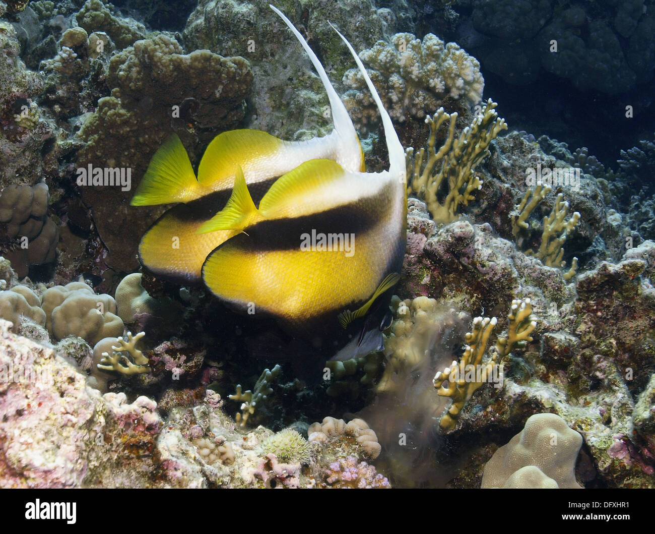 Chaetodon adiergastos hi-res stock photography and images - Alamy