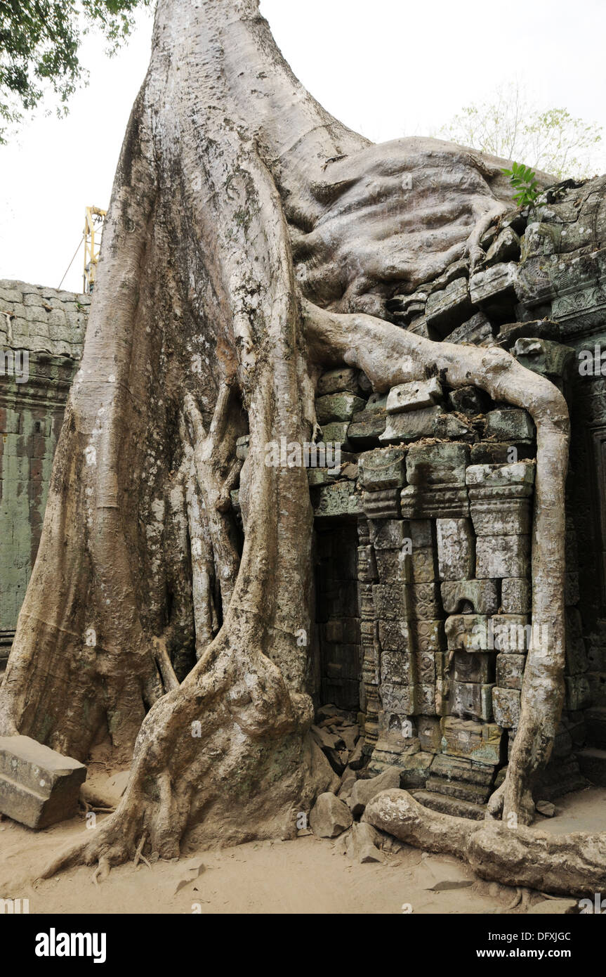 Root of a Tree over a Temple in Angor Ta Prohm Stock Photo - Alamy