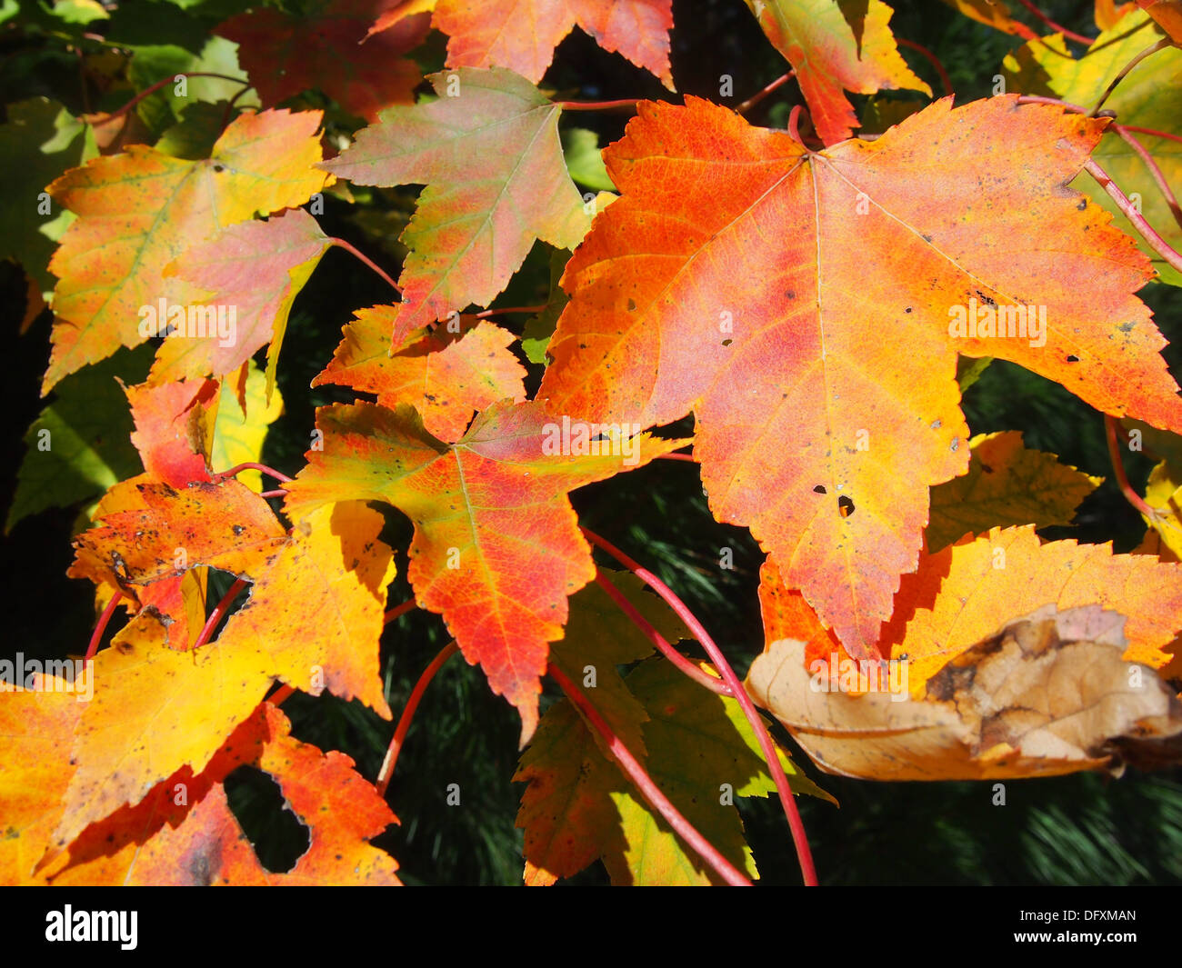 Iconic maple tree hi-res stock photography and images - Alamy