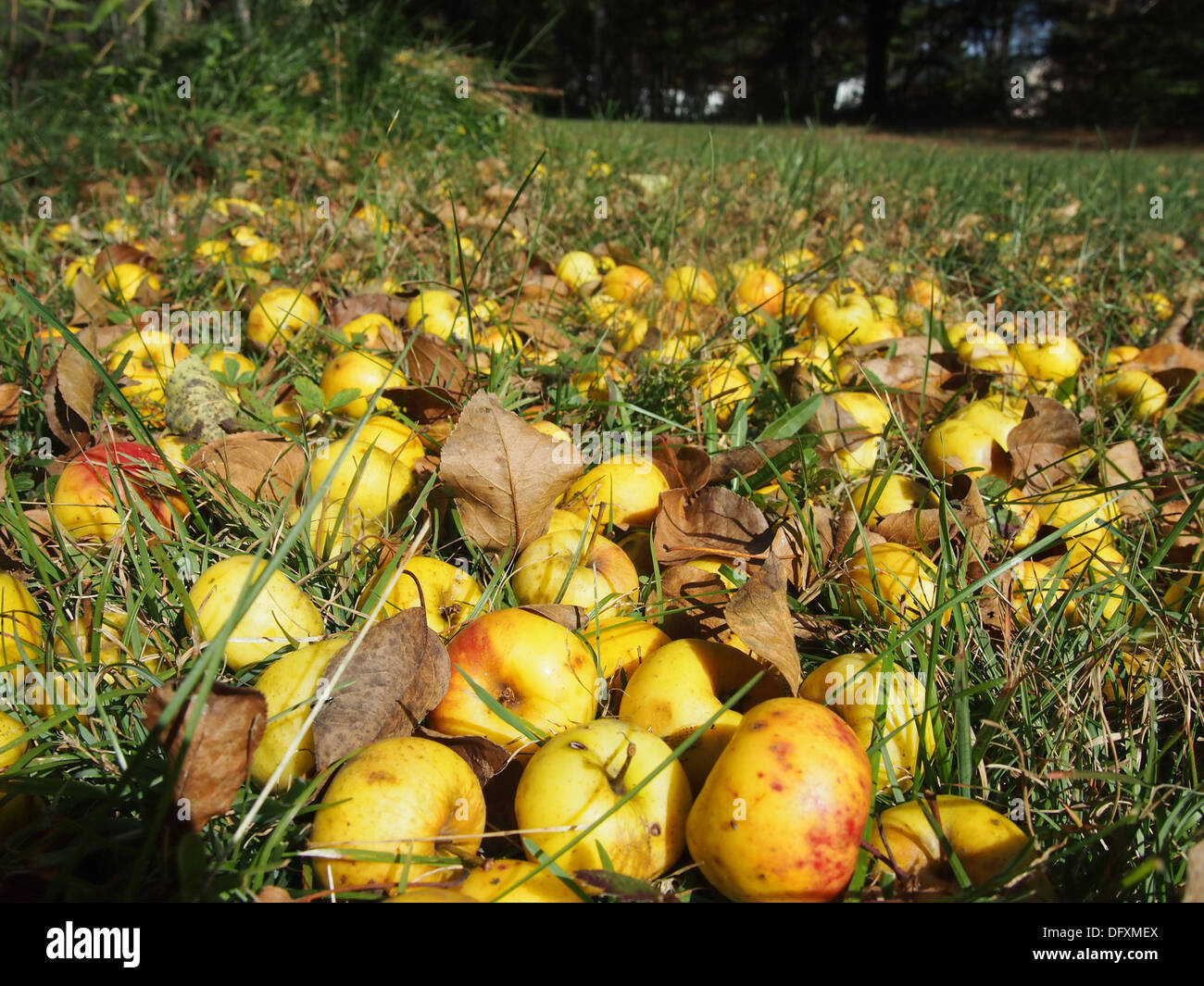 Apples fallen from the tree hi-res stock photography and images - Alamy