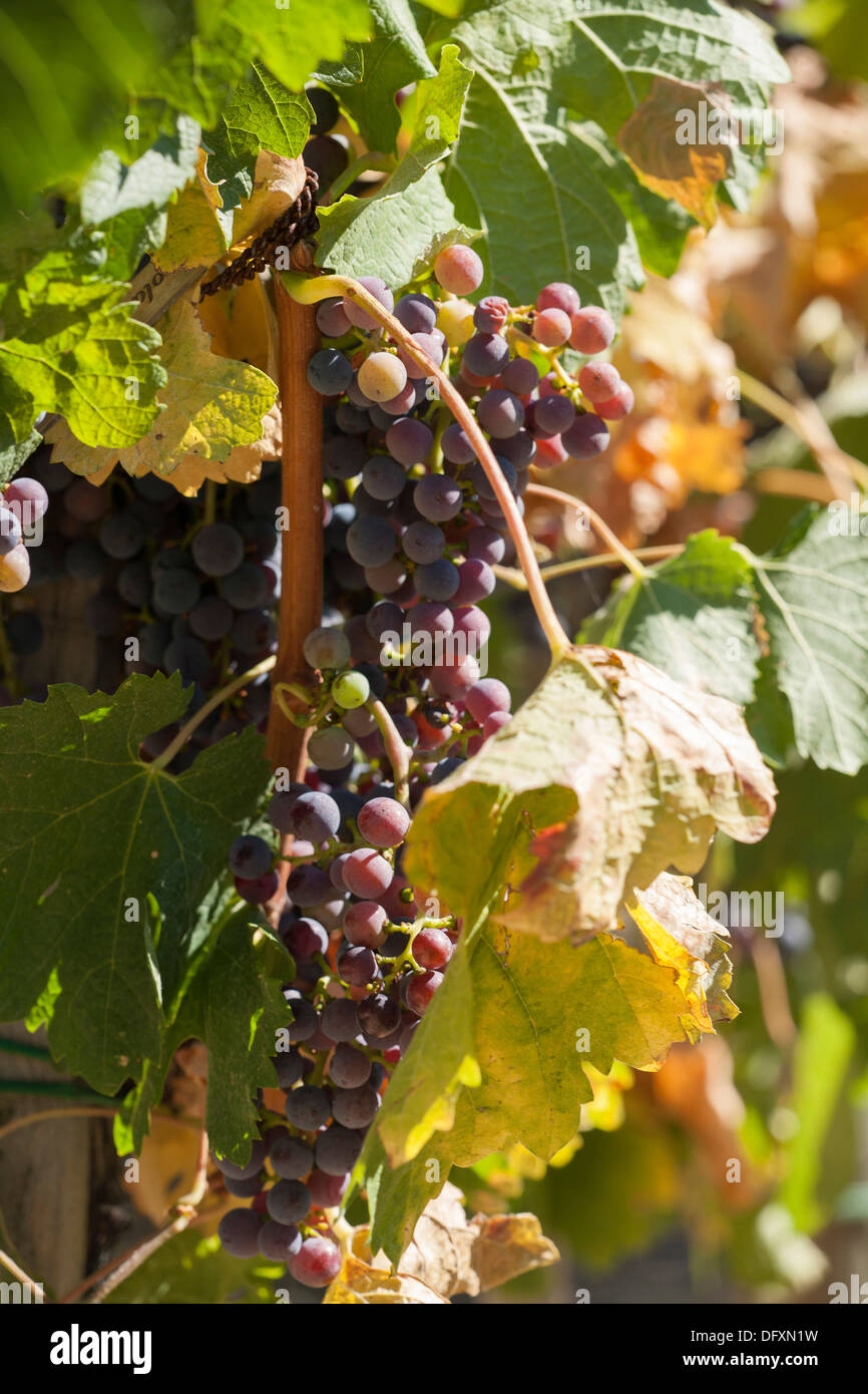 Red grapes in a vineyard Stock Photo - Alamy