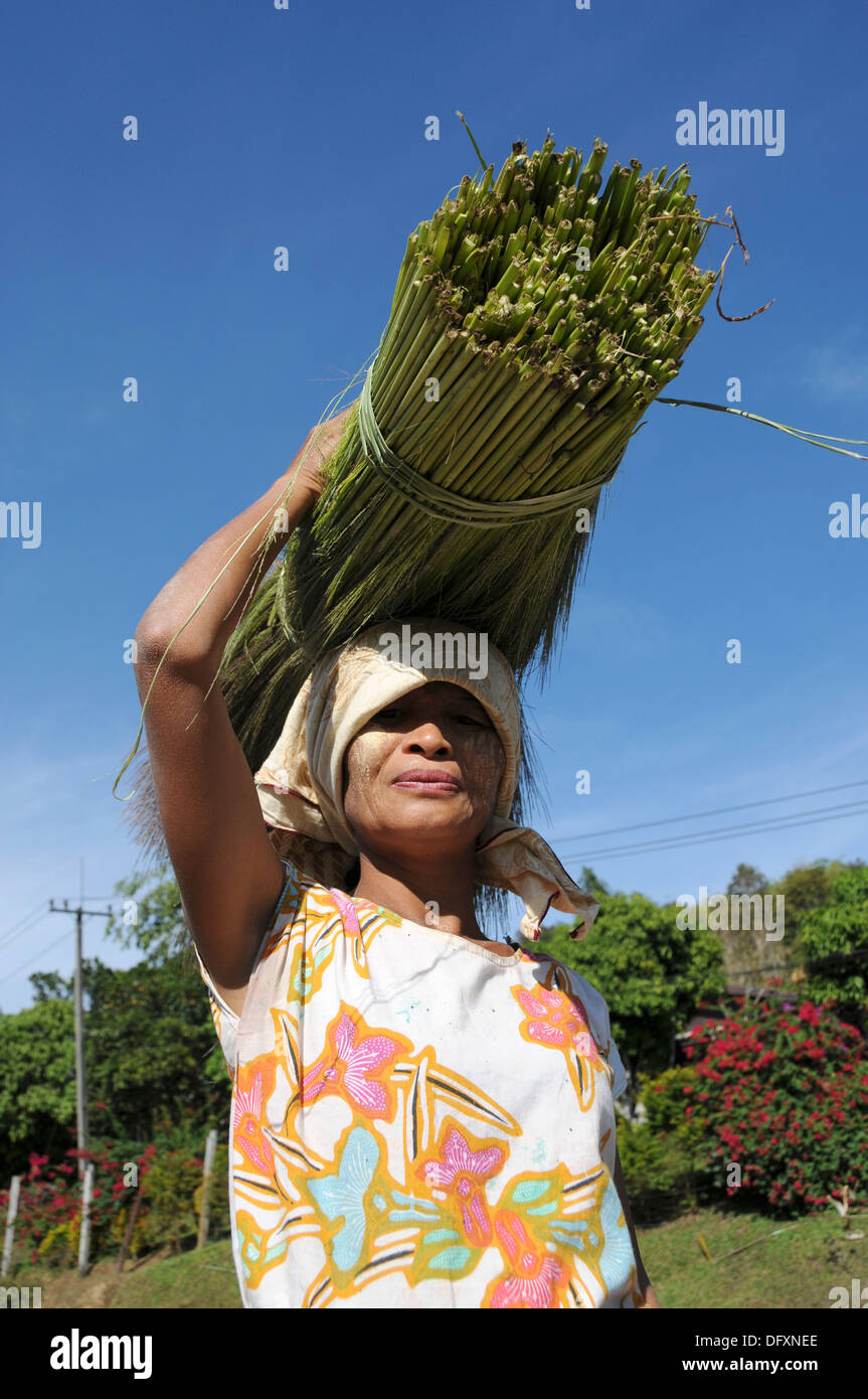 Burmese Woman Transport Reed on the Head Stock Photo - Alamy