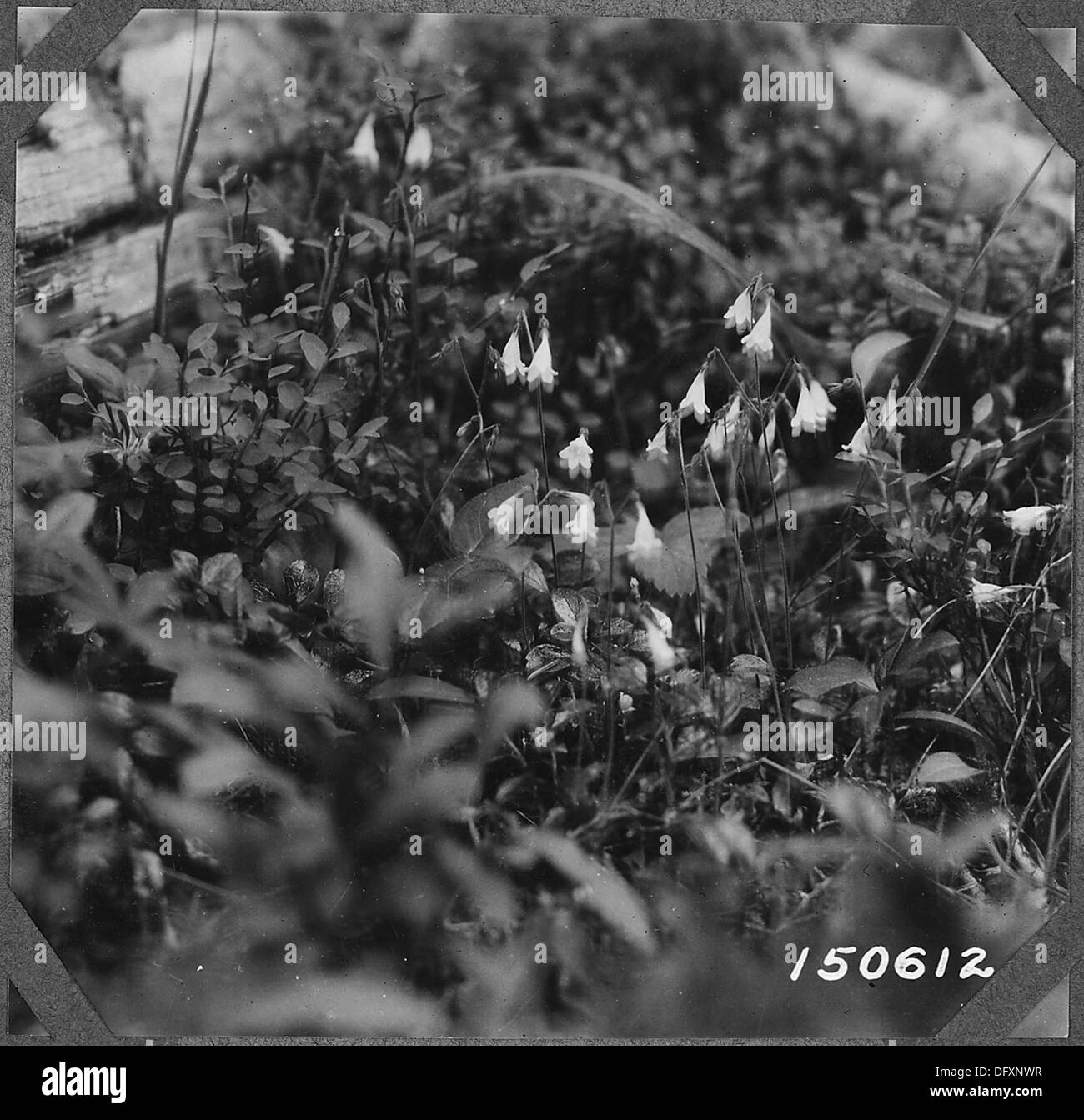 Twin Flower Linnaea Americana 299034 Stock Photo - Alamy