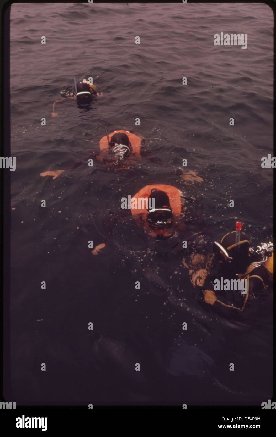 SCIENTISTS WITH THE RUDER BOSKOVIC INSTITUTE DIVE INTO THE ADRIATIC SEA ...