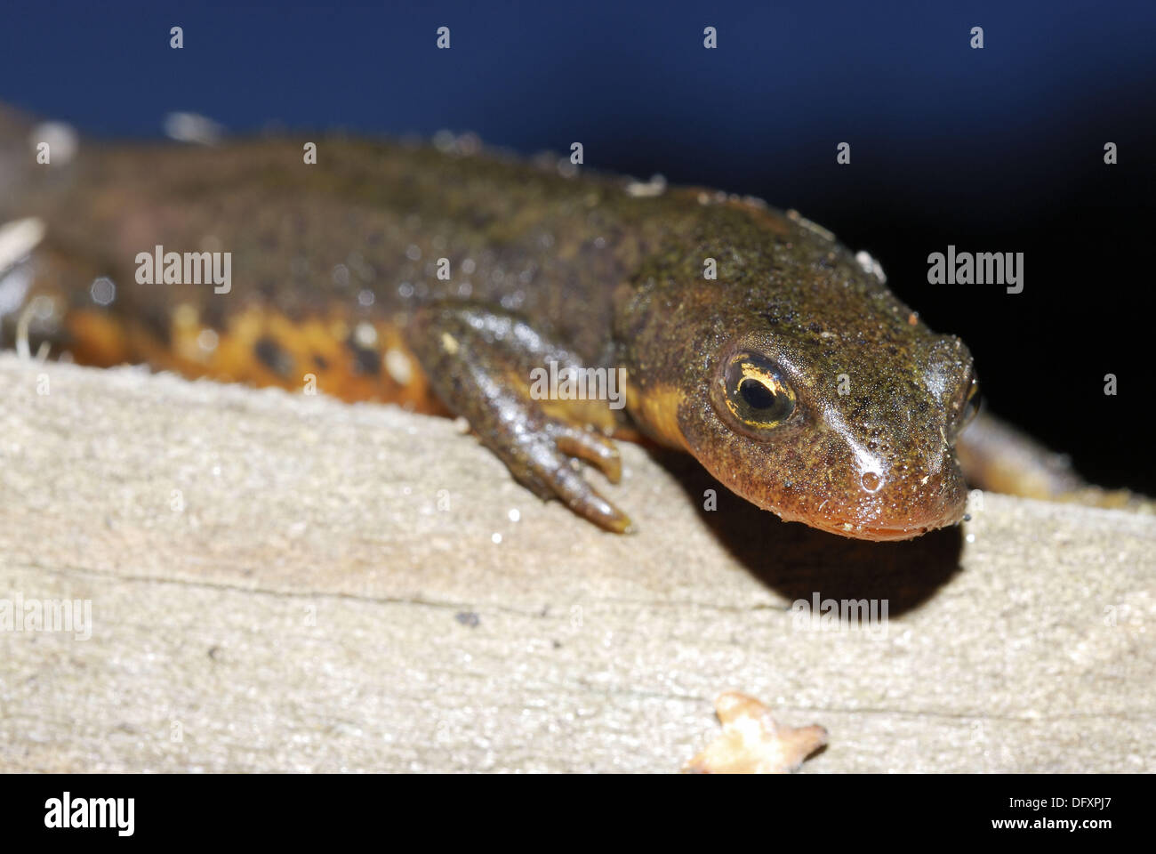 Iberian newt hi-res stock photography and images - Alamy