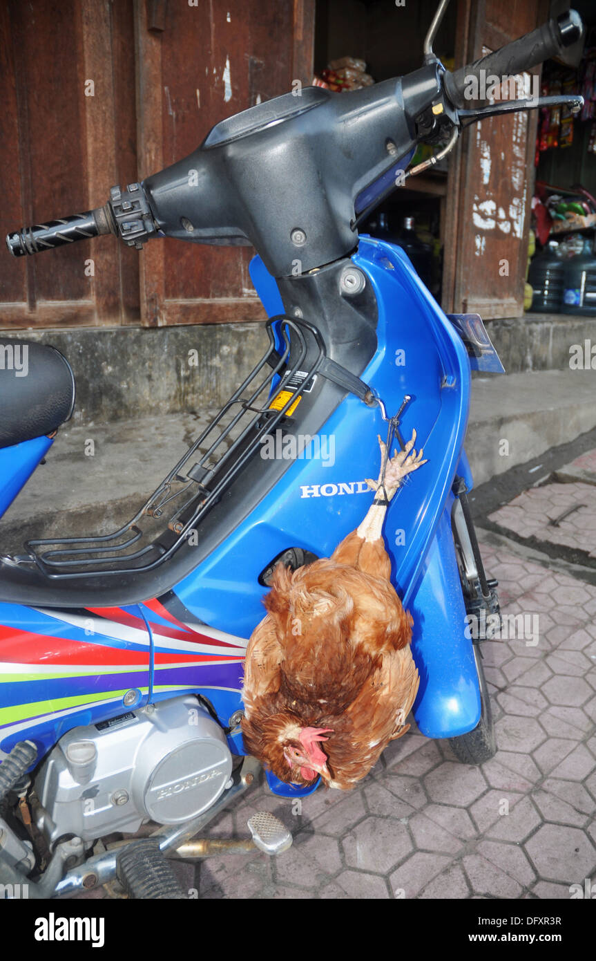 Motorcycle chicken hi-res stock photography and images - Alamy