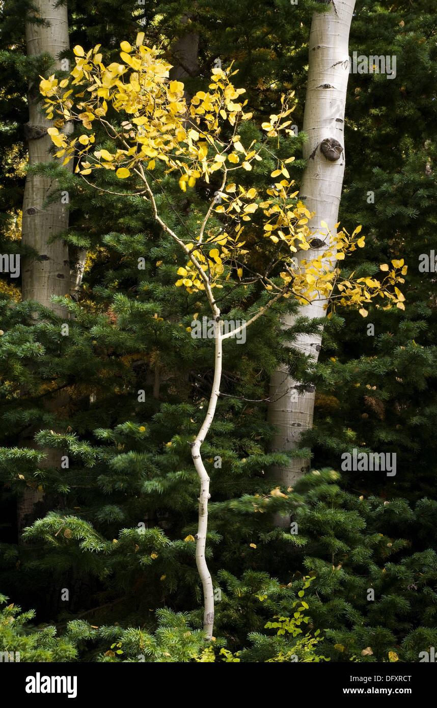Aspen tree sapling hi-res stock photography and images - Alamy