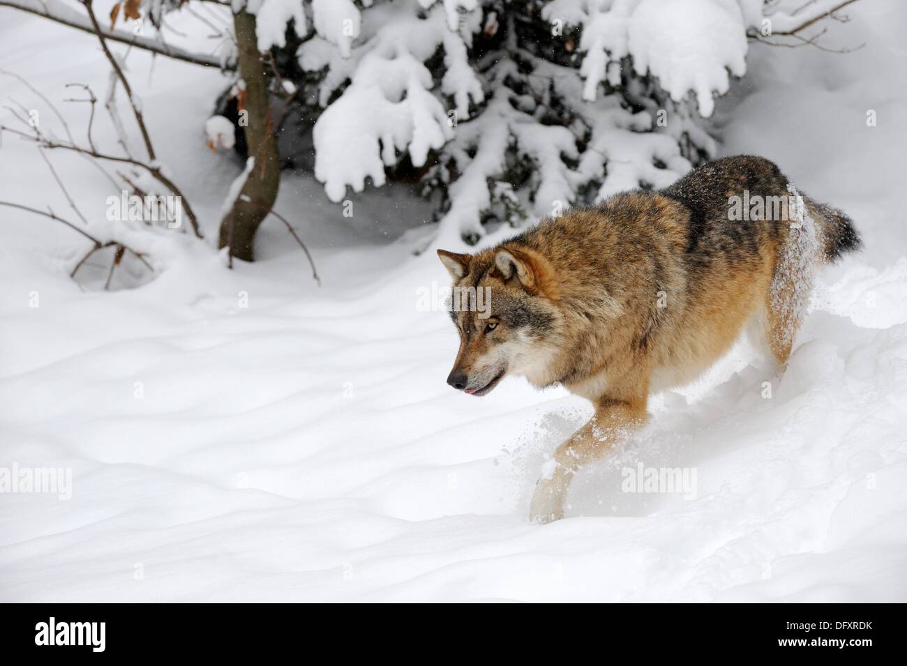 European grey wolf in snow Canis lupus, captive Bayerischerwald ...