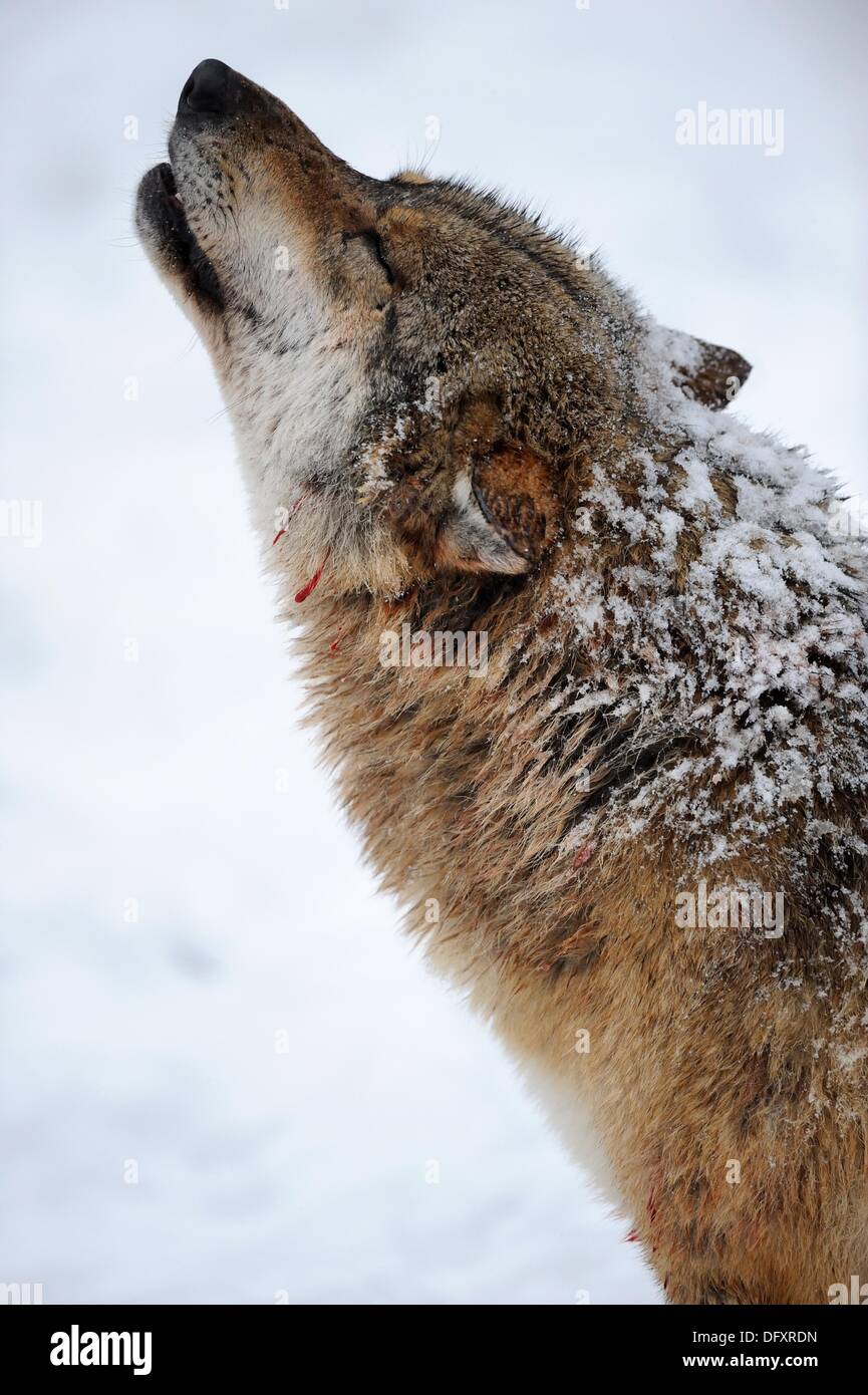 Grey Wolf Howling In Snow