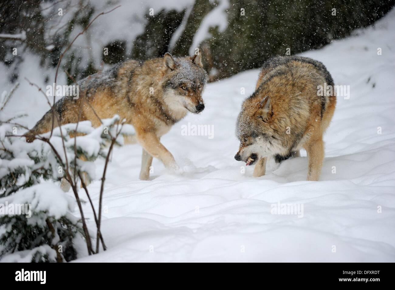 European grey wolf snarling at adversary wolf Canis lupus, captive ...