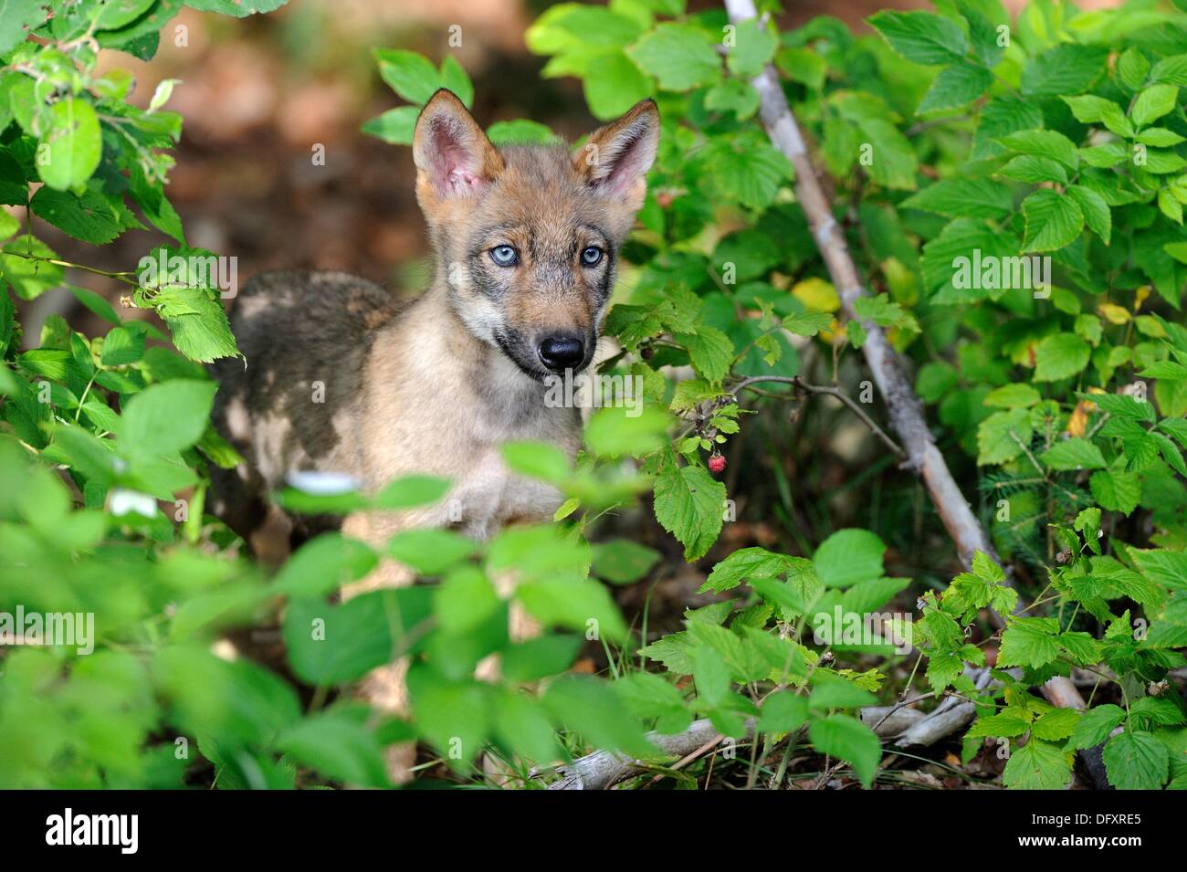 Sonic Characters As Wolves And Wolf Pups