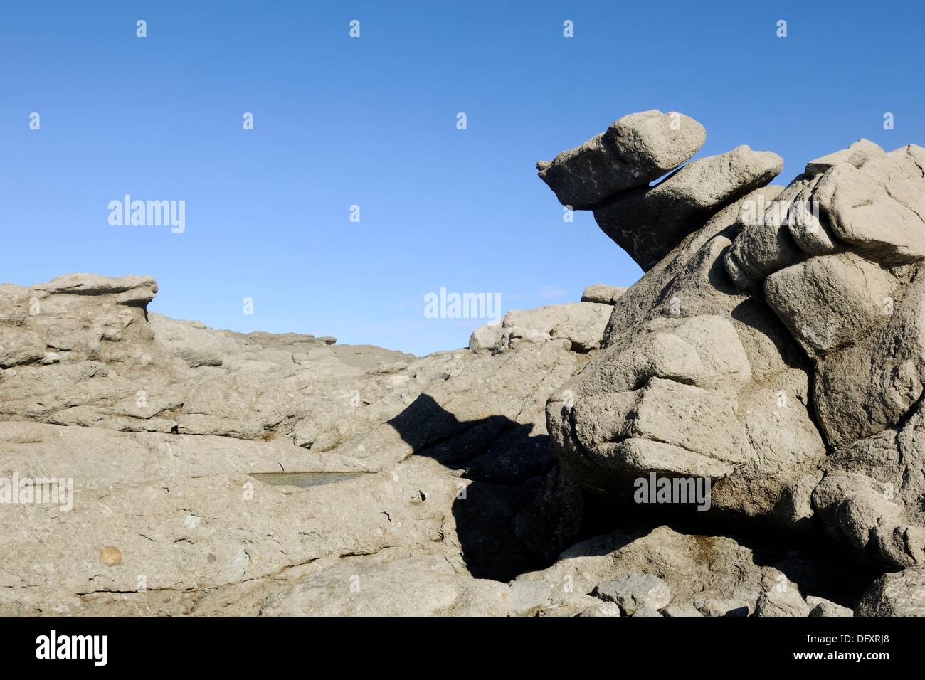 Cow head newfoundland hi-res stock photography and images - Alamy