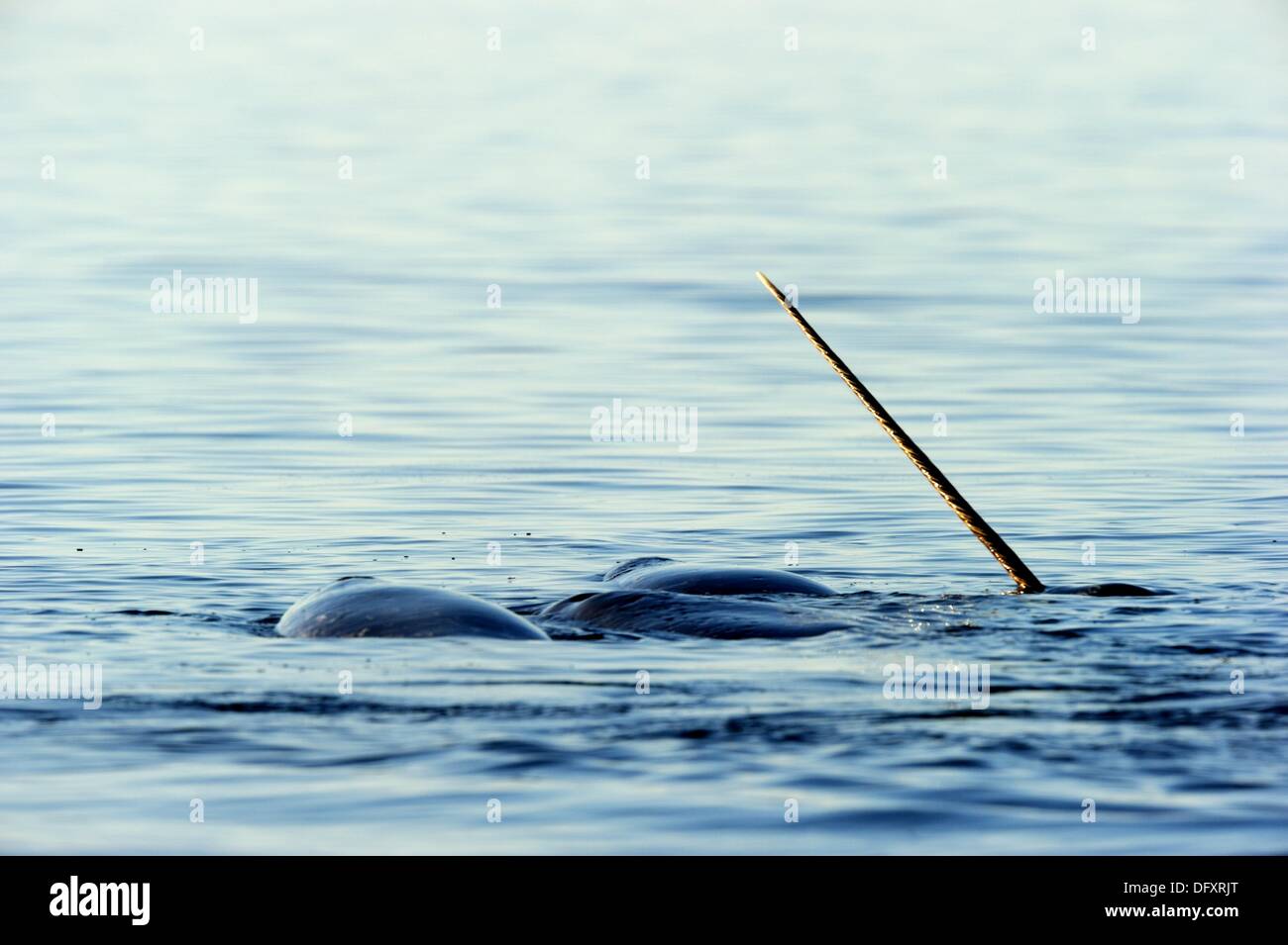Narwhals hi-res stock photography and images - Alamy