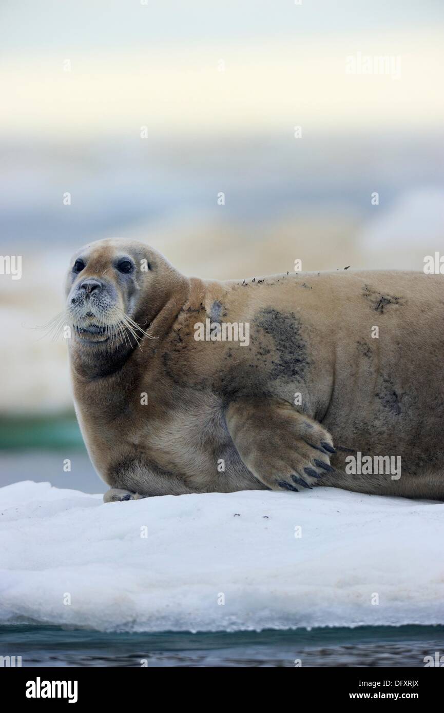 Seal Basin High Resolution Stock Photography and Images - Alamy