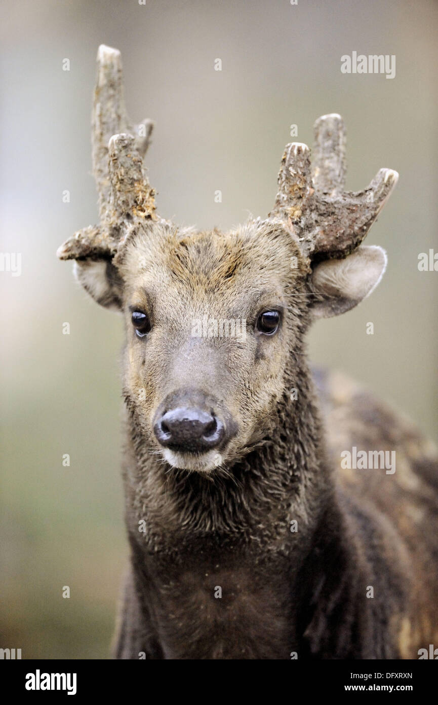 Philippine deer hi-res stock photography and images - Alamy