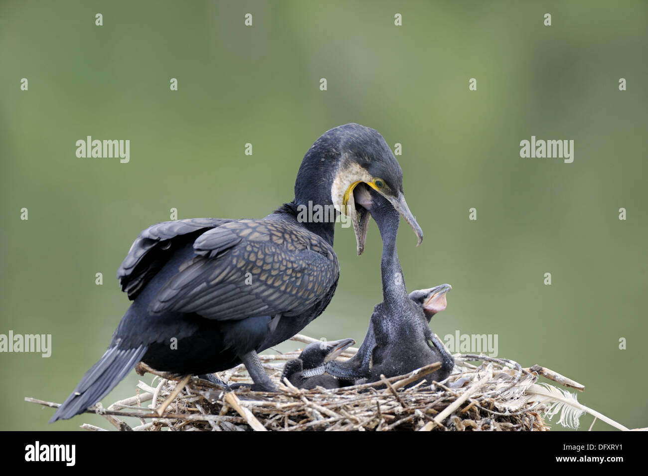 Cormorant chick hi-res stock photography and images - Alamy
