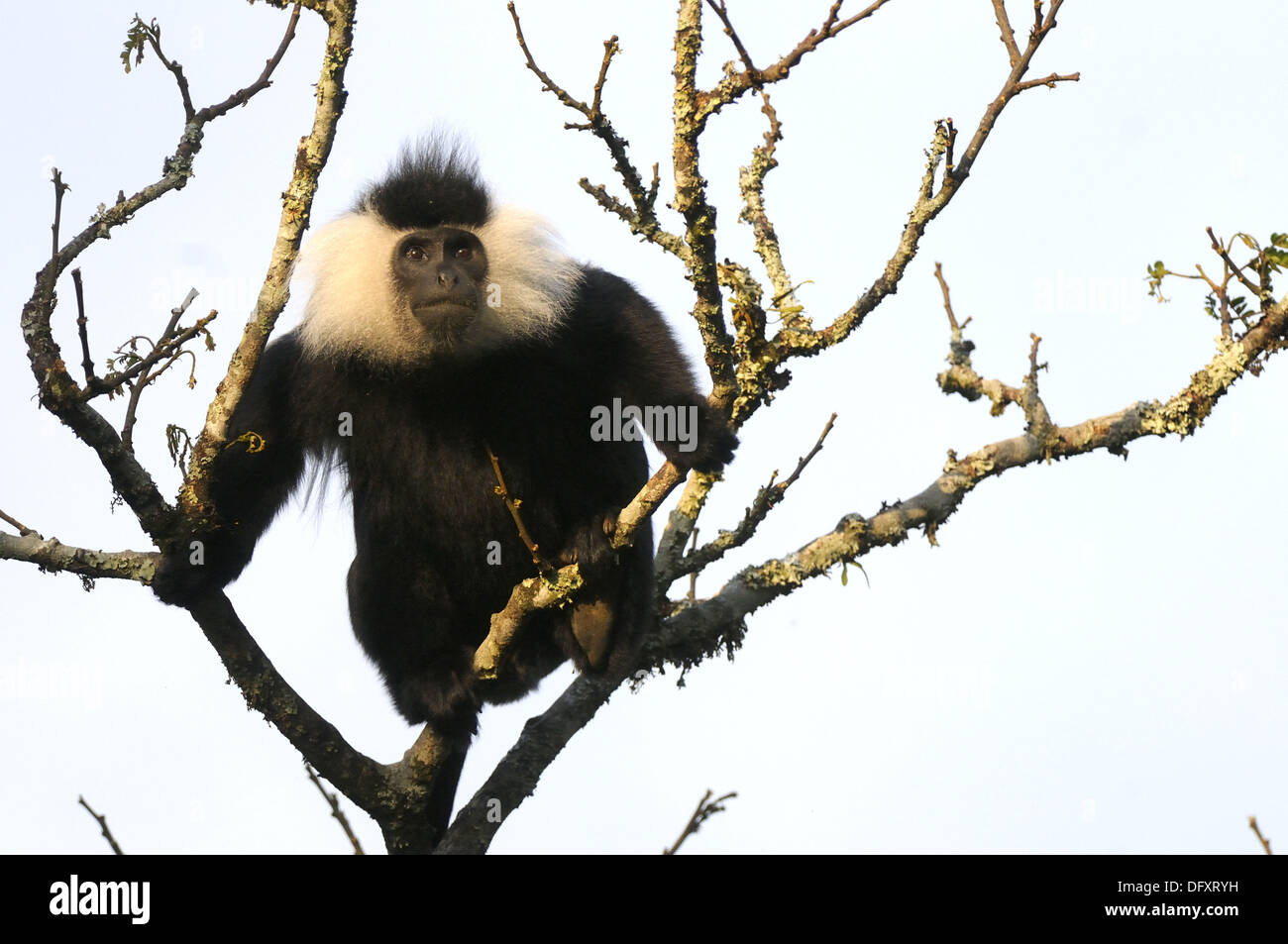 Eastern black and white colobus monkey (Colobus guereza) Nyunguwe ... Eastern black and white colobus monkey (Colobus guereza) Nyunguwe ...