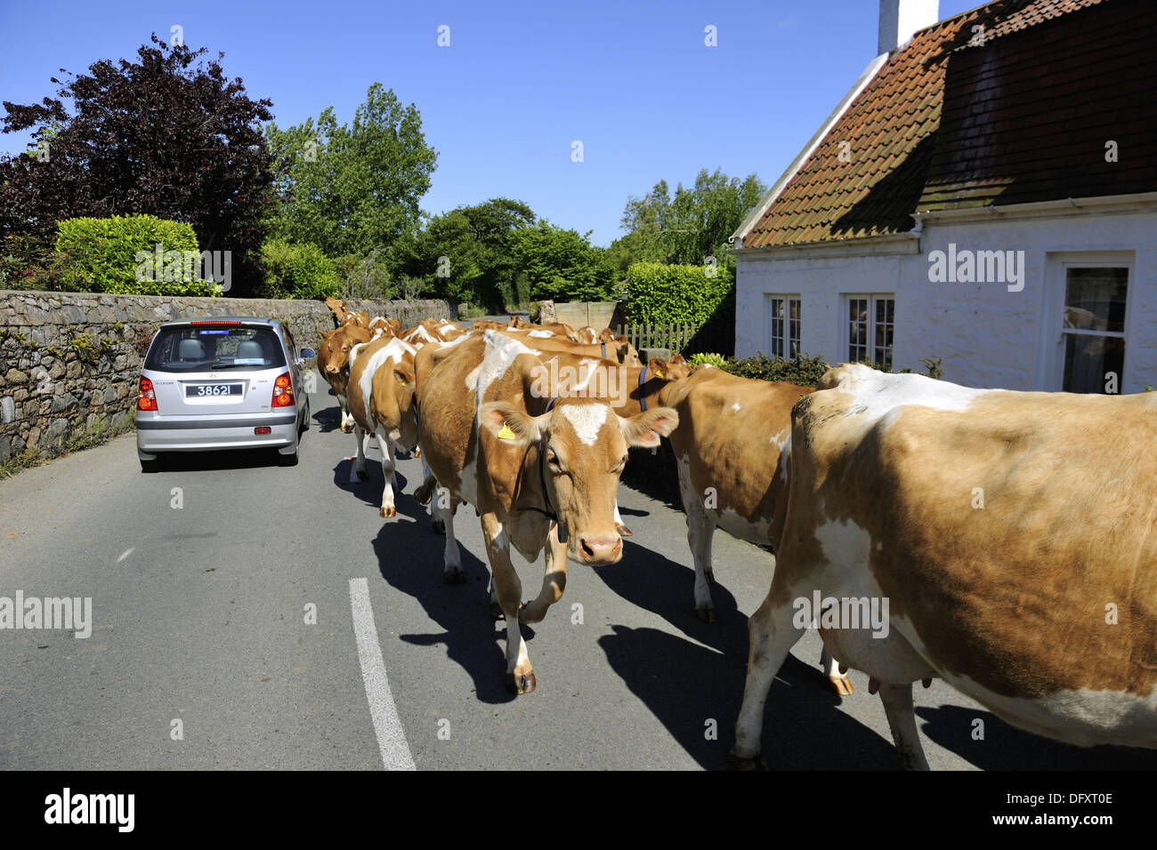 Guernsey cows uk hi-res stock photography and images - Alamy