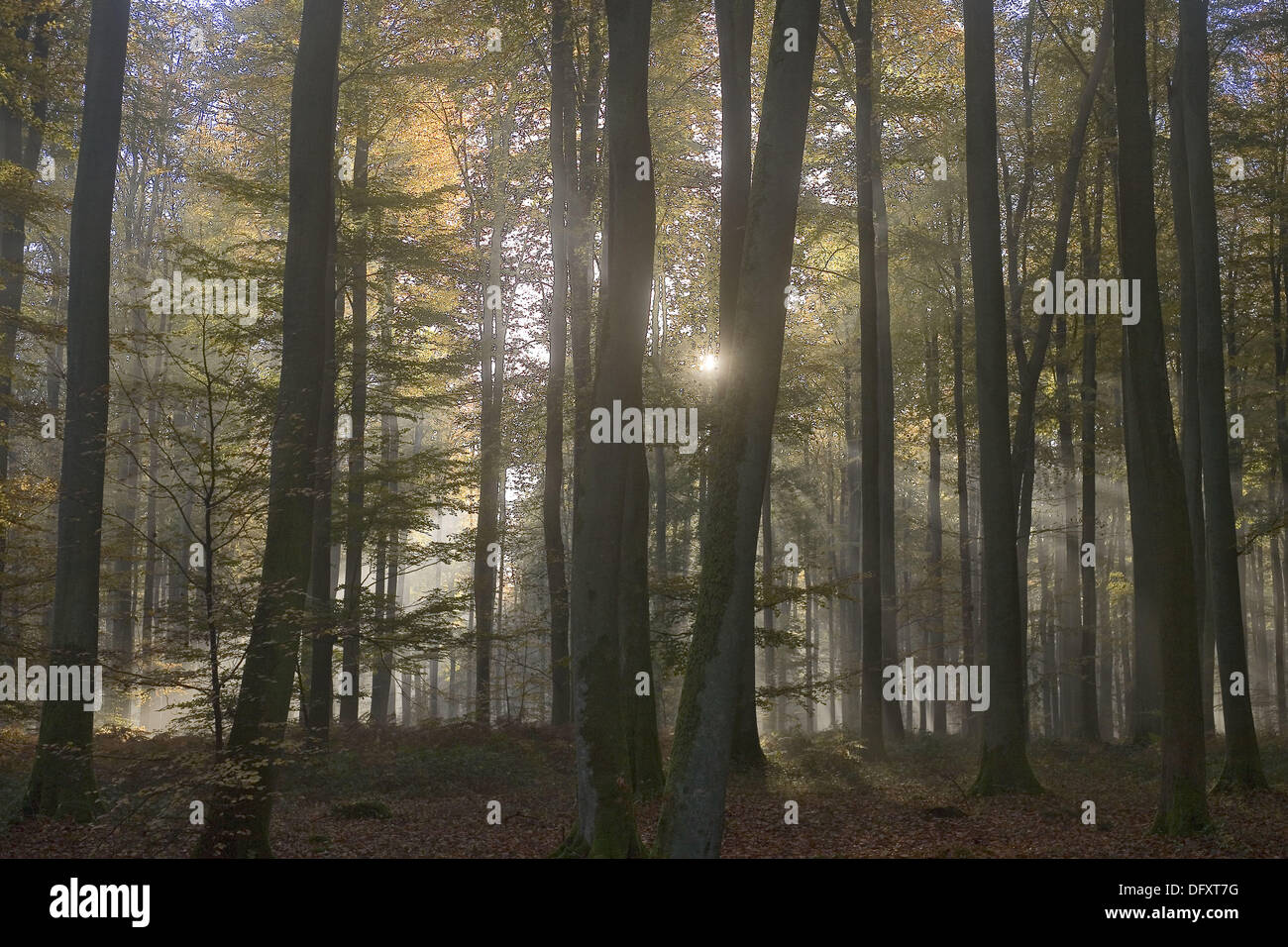 Lyon the forest hi-res stock photography and images - Alamy