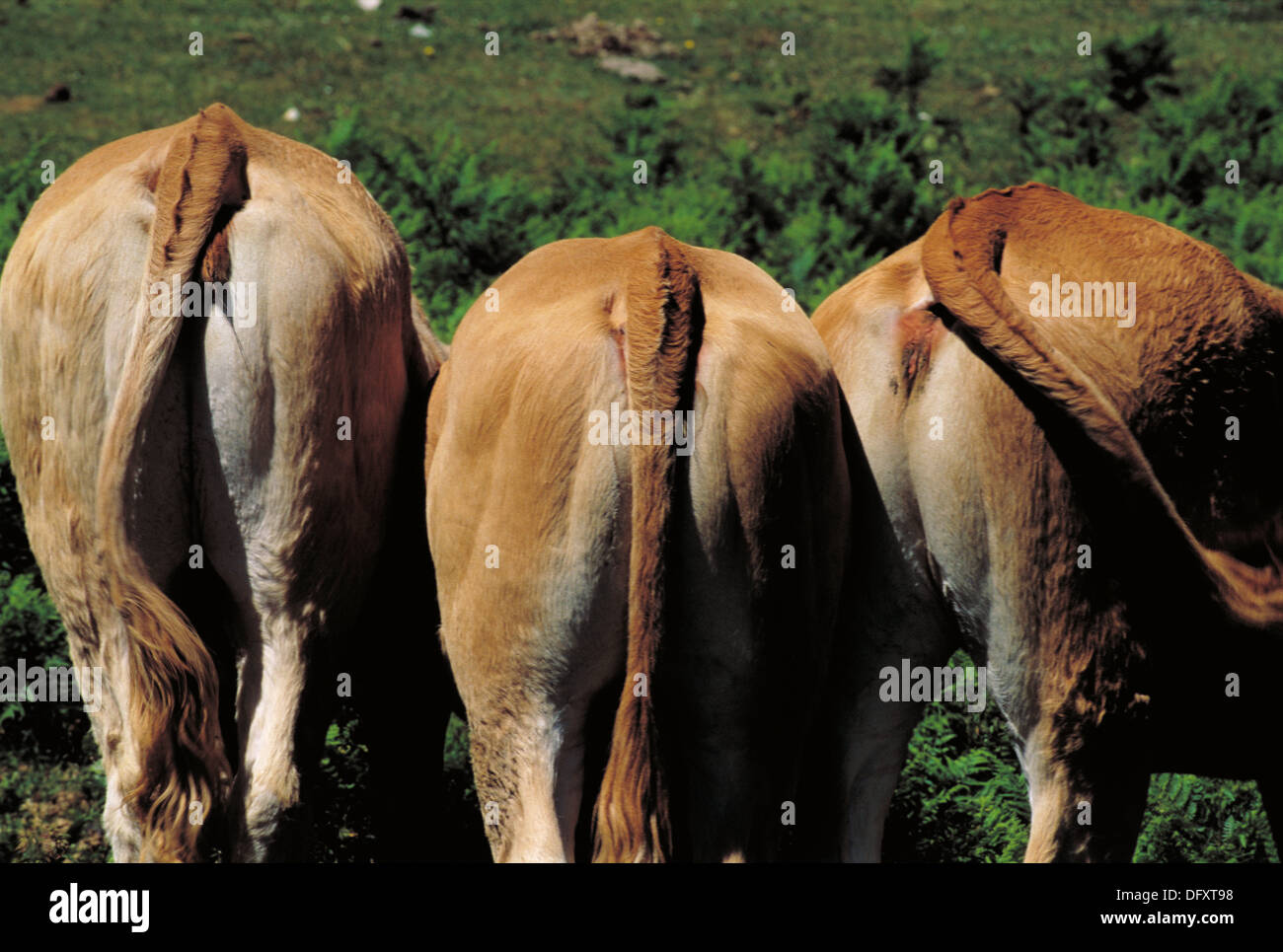 Agriculture cattle tail hi-res stock photography and images - Alamy