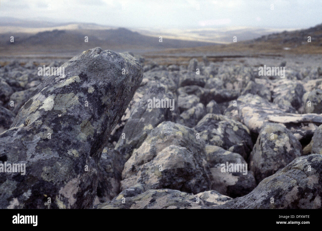Rock flow on the Falkland Islands Stock Photo - Alamy
