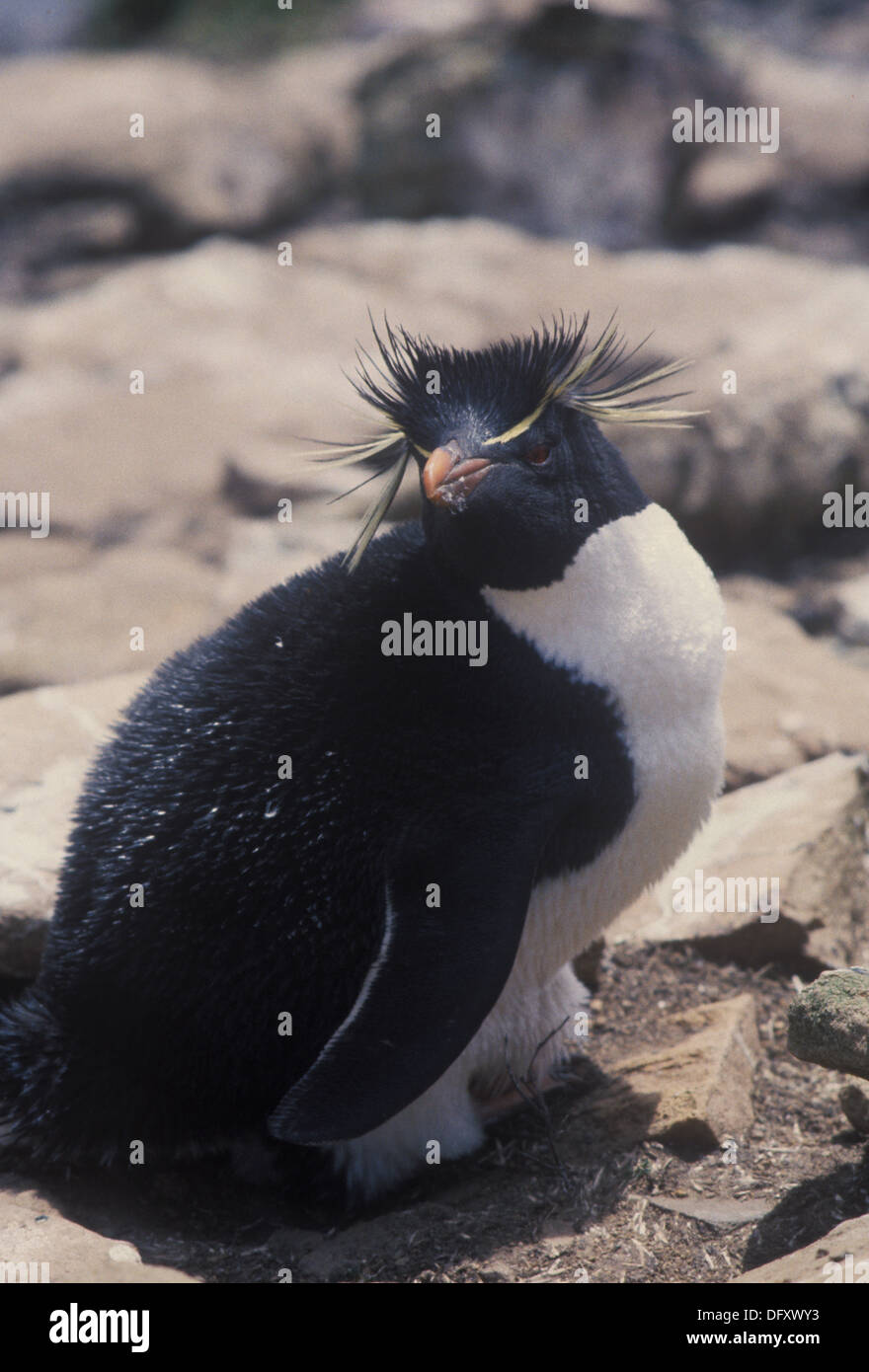 Rockhopper penguin eyebrows hi-res stock photography and images - Alamy
