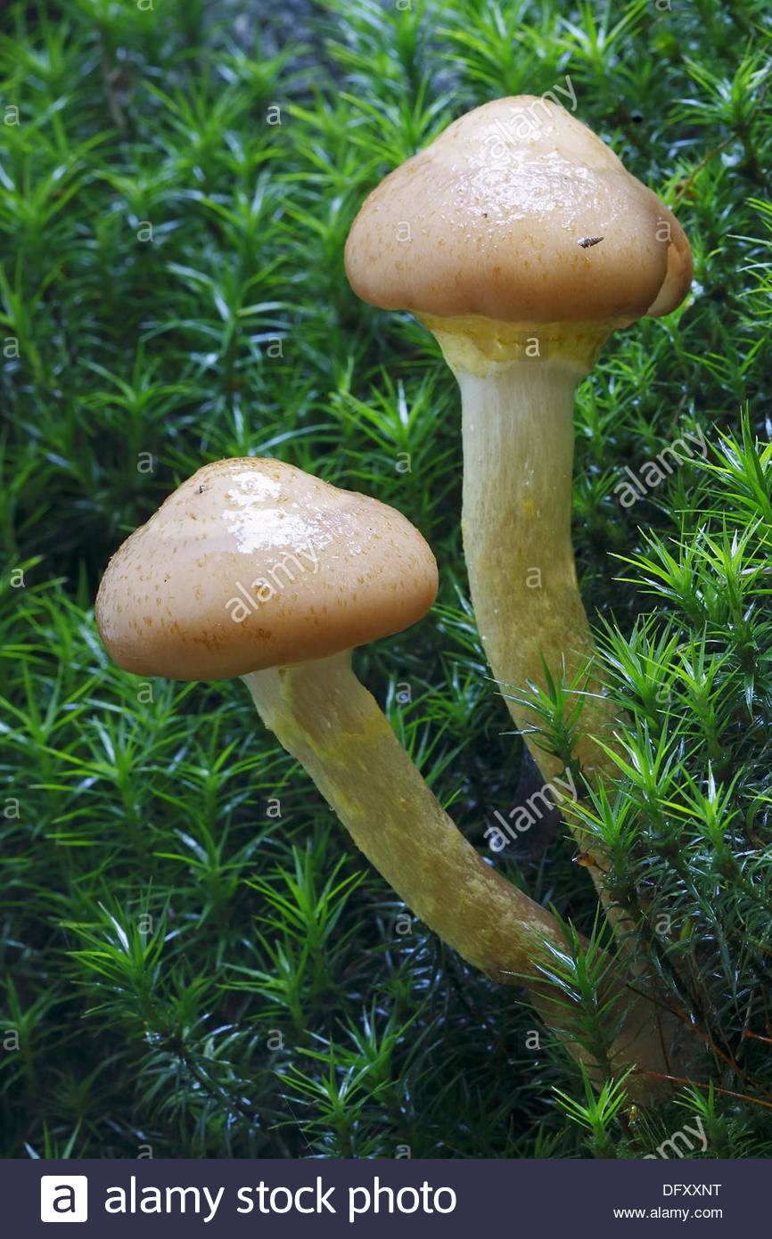 Hallimasch Stock Photos & Hallimasch Stock Images - Alamy