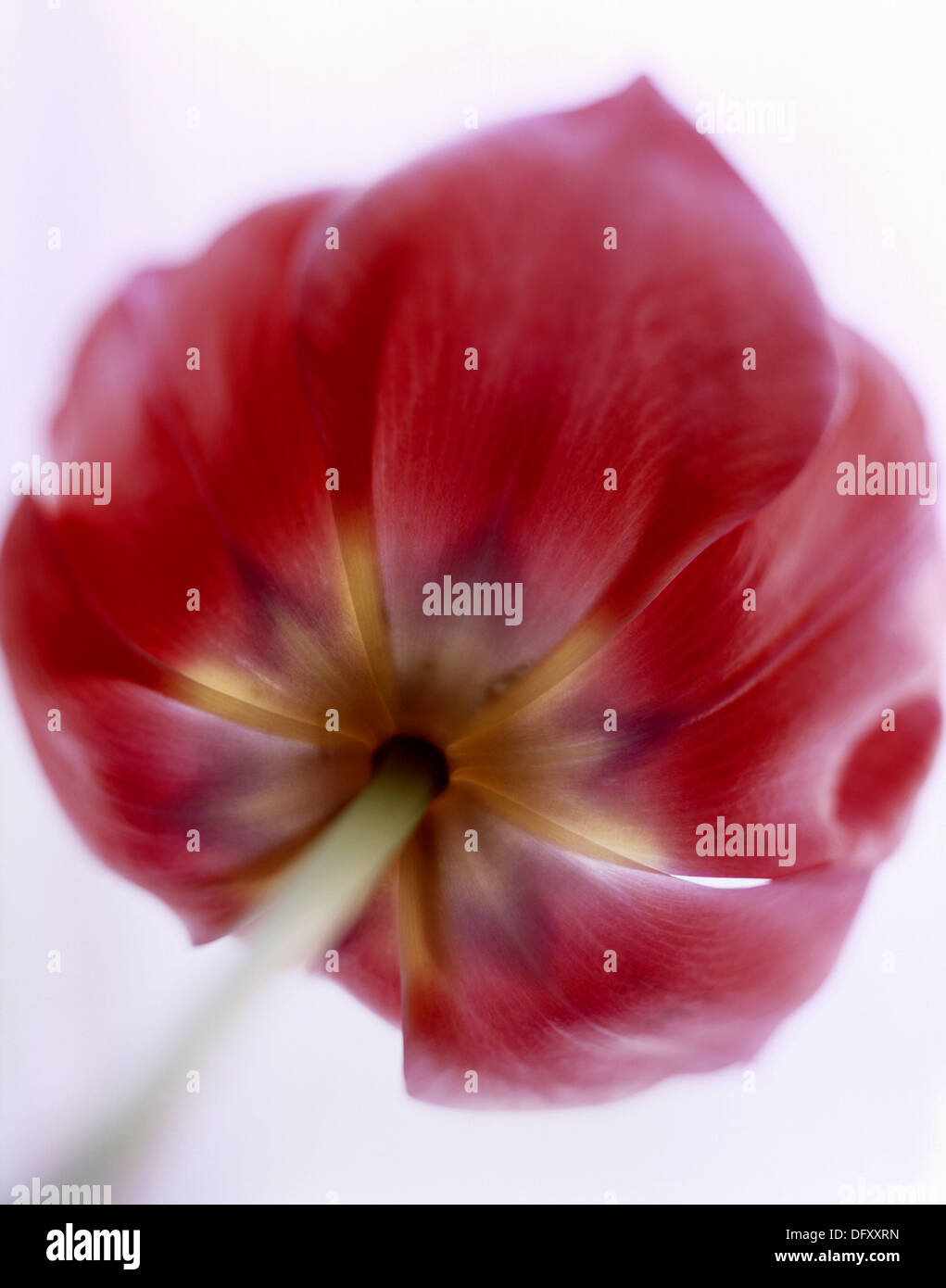 Fragile worm hi-res stock photography and images - Alamy