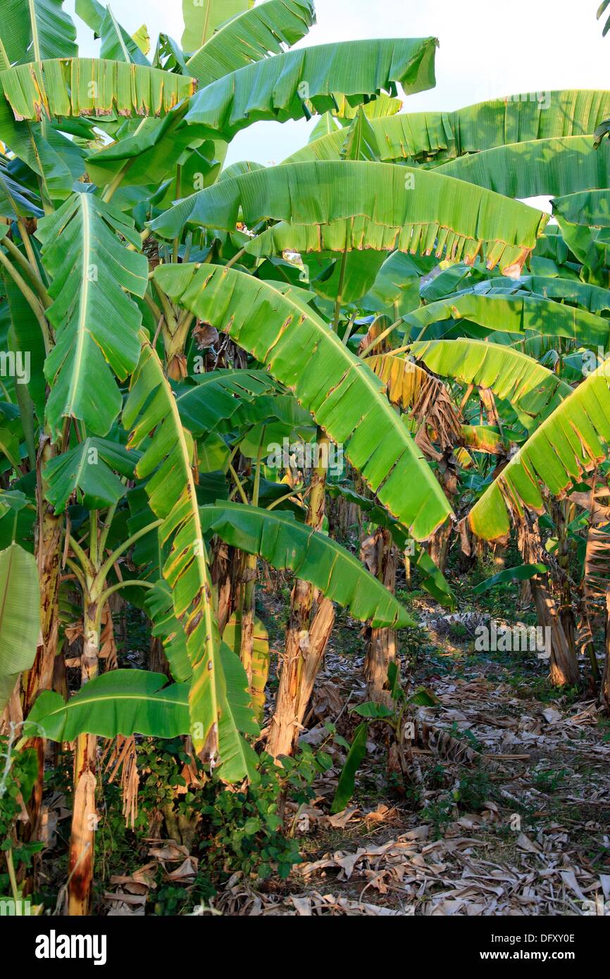 Mayotte comores hi-res stock photography and images - Alamy
