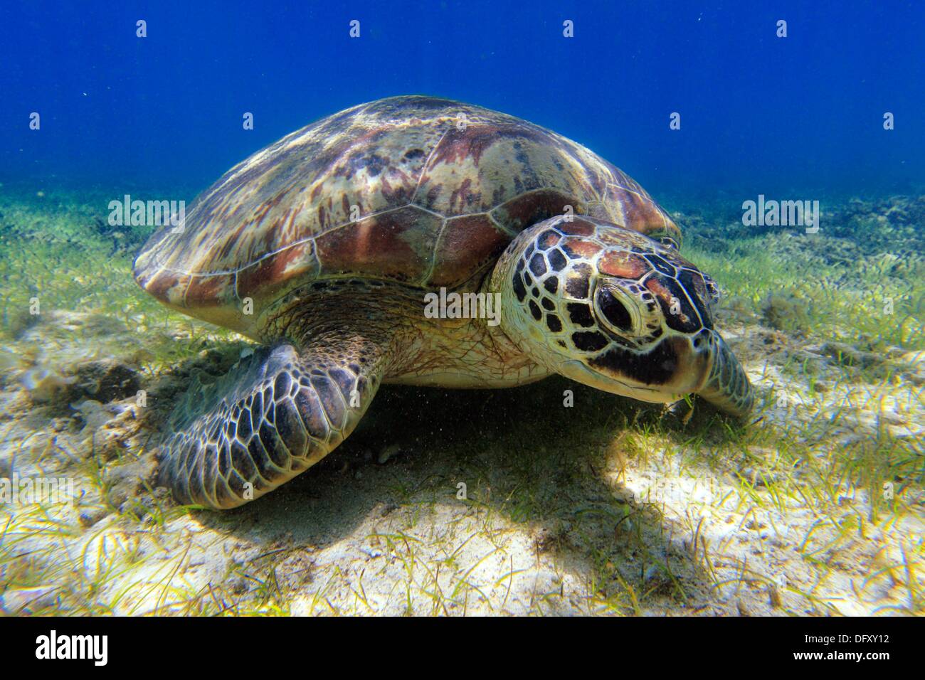 Comores underwater hi-res stock photography and images - Alamy