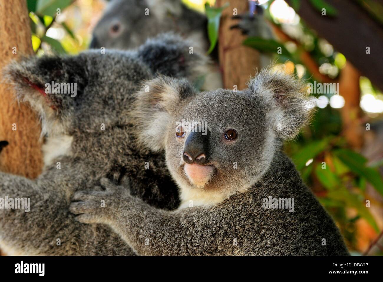 Family of koalas hi-res stock photography and images - Alamy