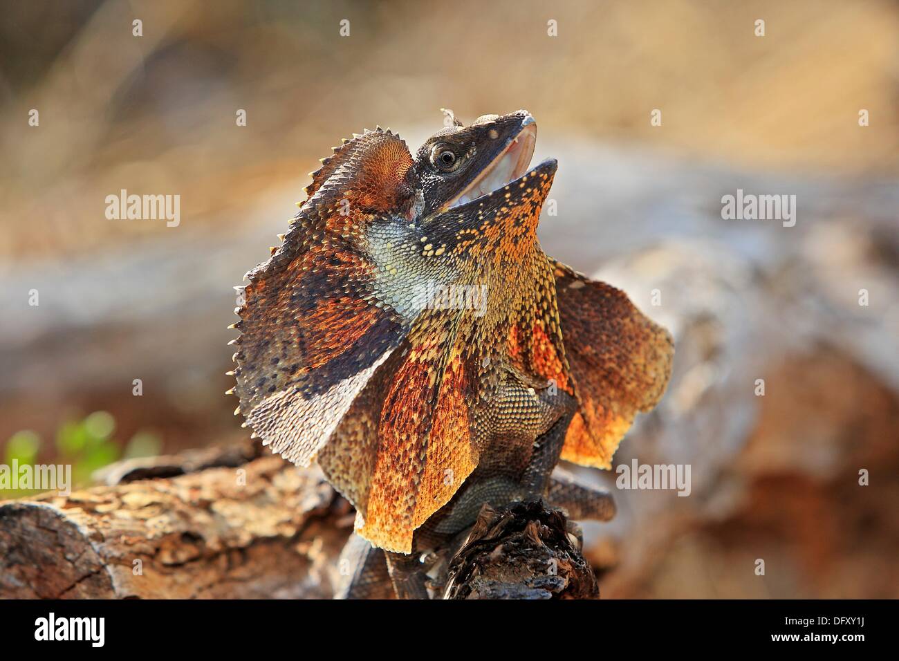 Frill-necked Lizard (Chlamydosaurus kingii). Northern Territory ...